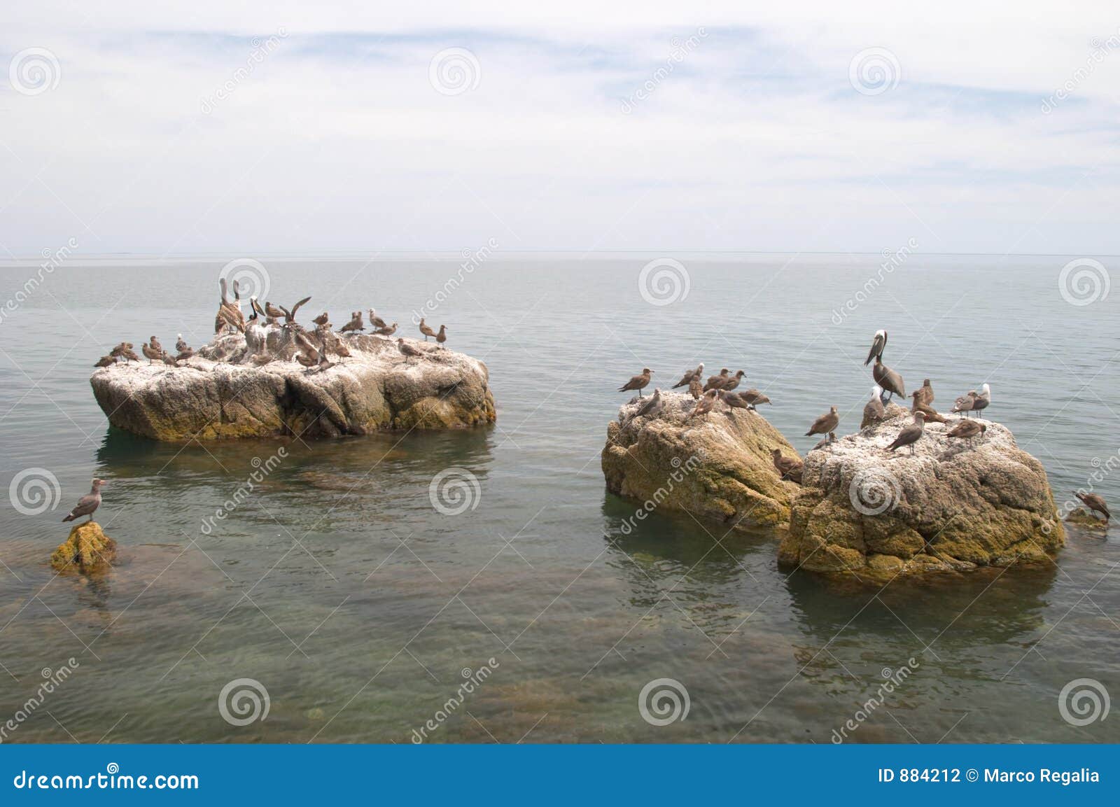 Pelicans and Seabirds on Rocks Stock Photo - Image of standing, gulls ...