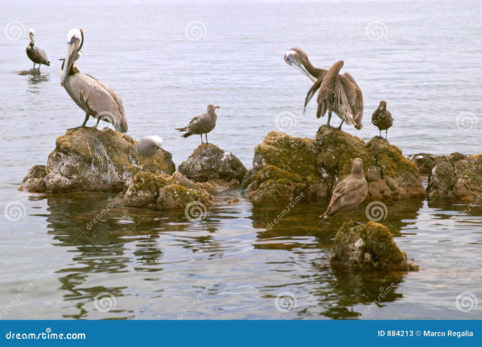 Pelicans and Seabirds on Rocks Stock Image - Image of laridae, white ...