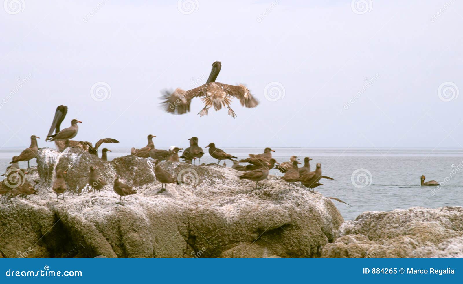 Pelicans and Seabirds on Rocks Stock Image - Image of pelecanus ...