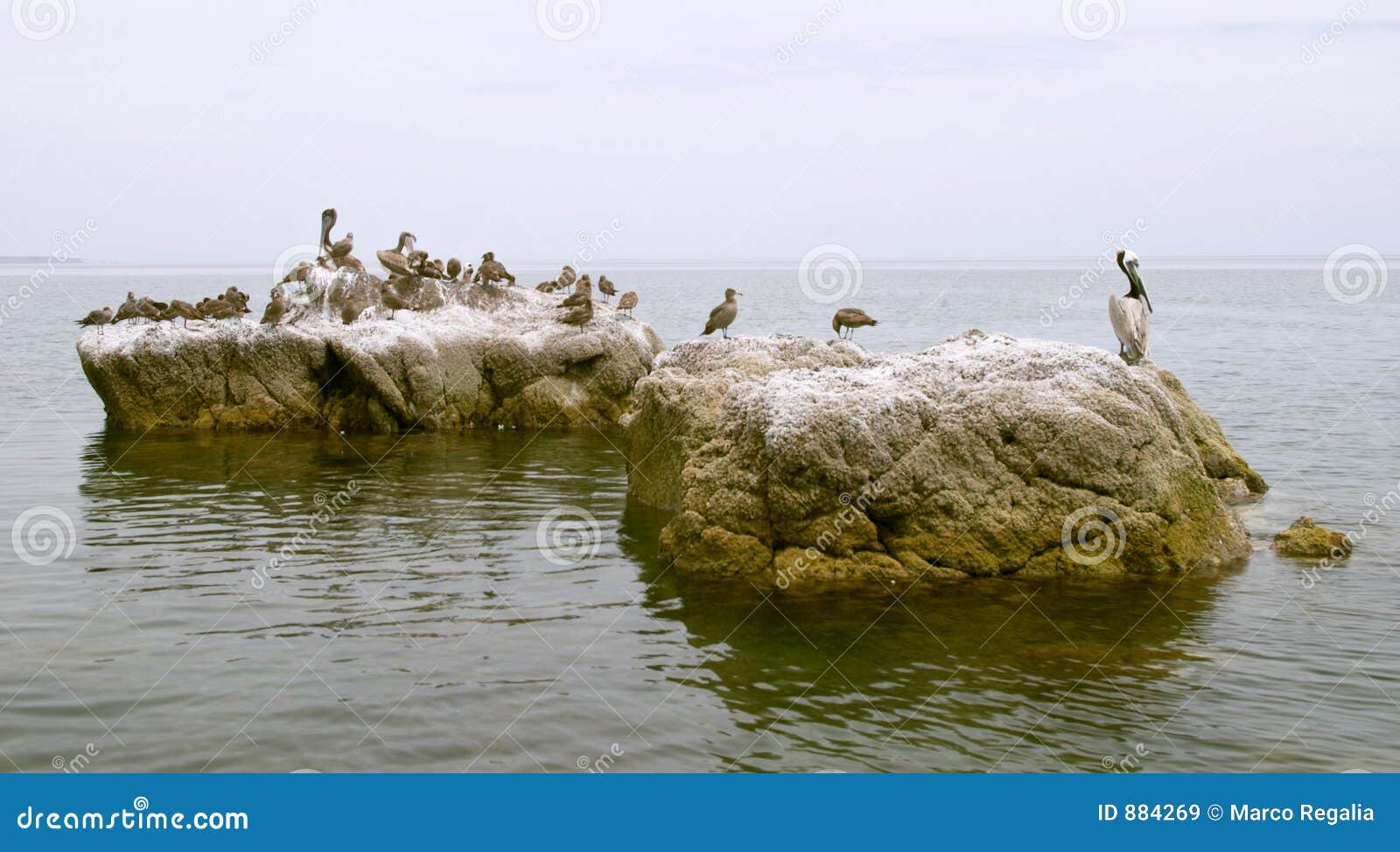 Pelicans and Seabirds on Rocks Stock Image - Image of standing, outdoor ...
