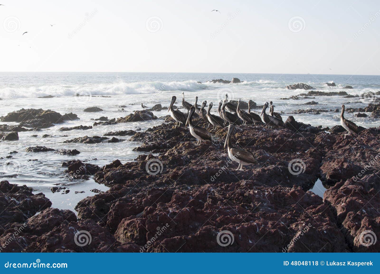 Pelicans at the seashore stock photo. Image of wildlife - 48048118