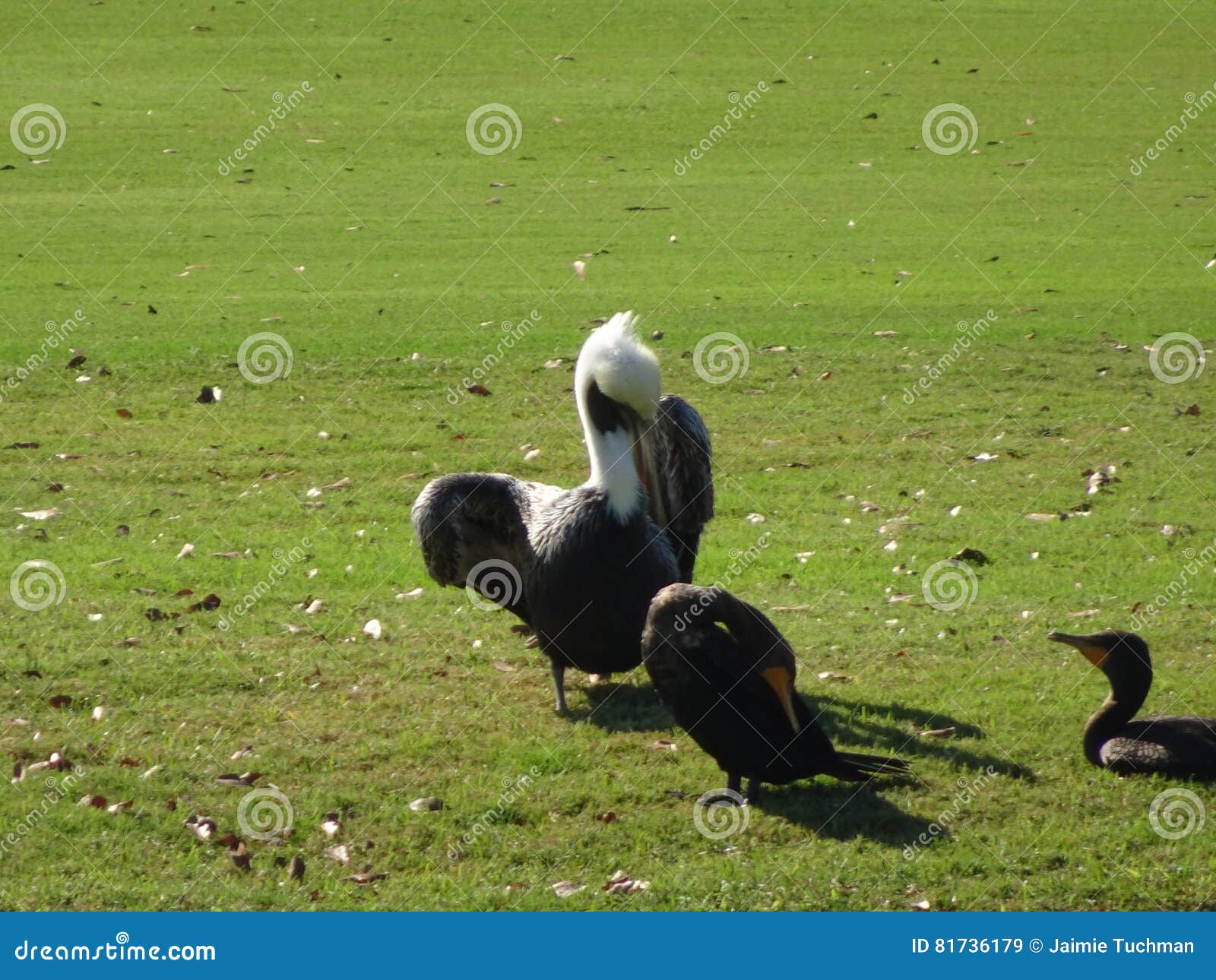 Pelicans and Wading Birds on the Golf Course Stock Image - Image of ...