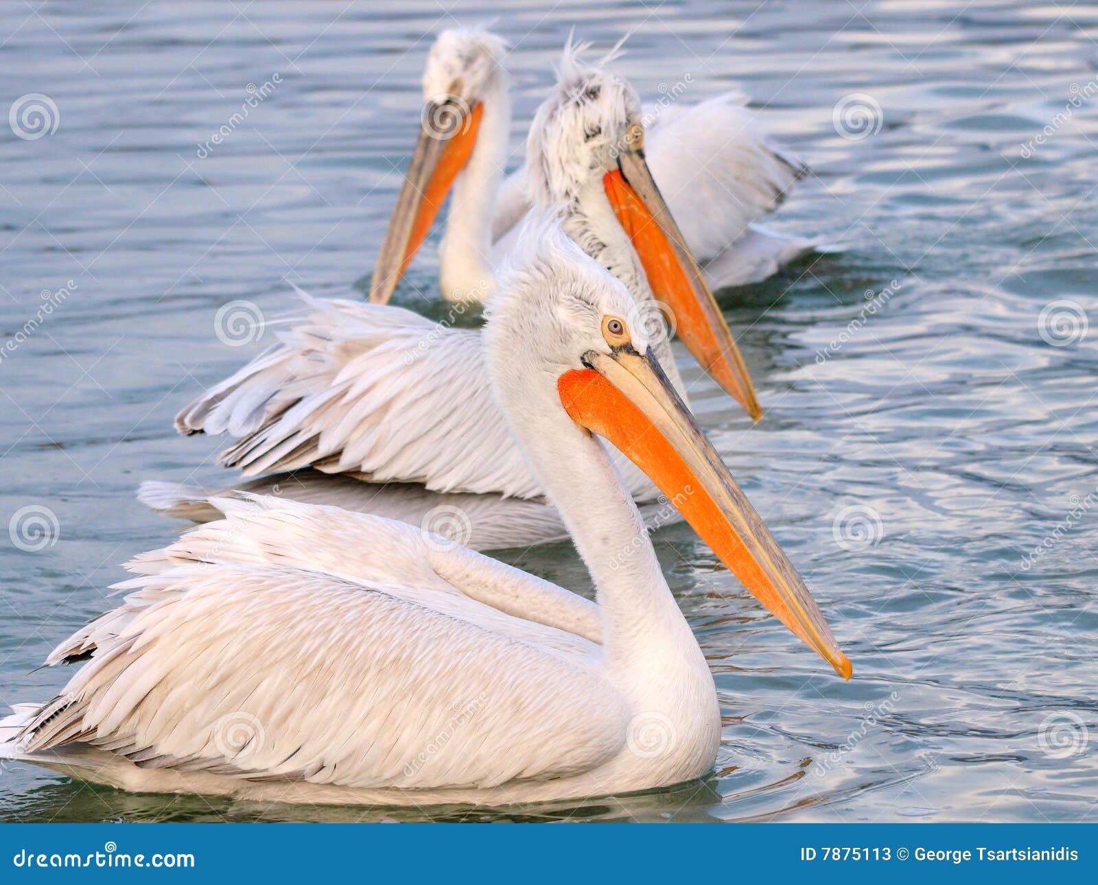 Pelicans in water stock image. Image of beaks, waterfowl - 7875113