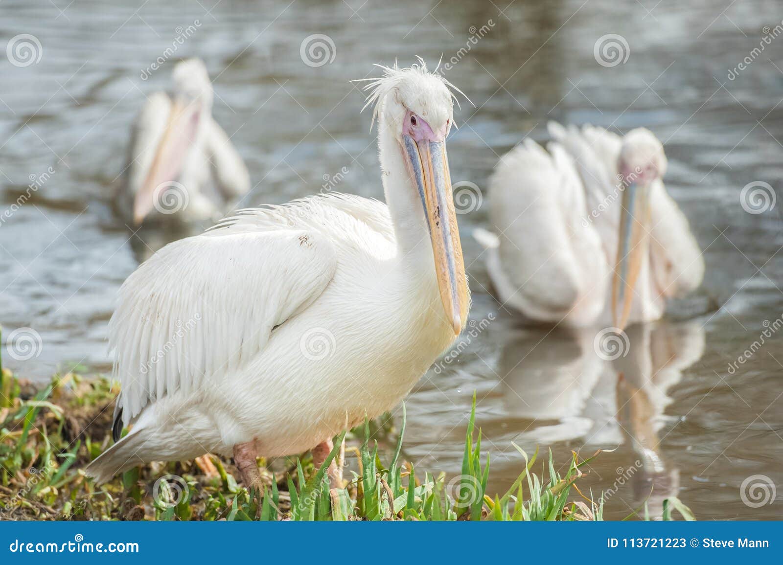 Pelicans on water stock image. Image of bill, white - 113721223