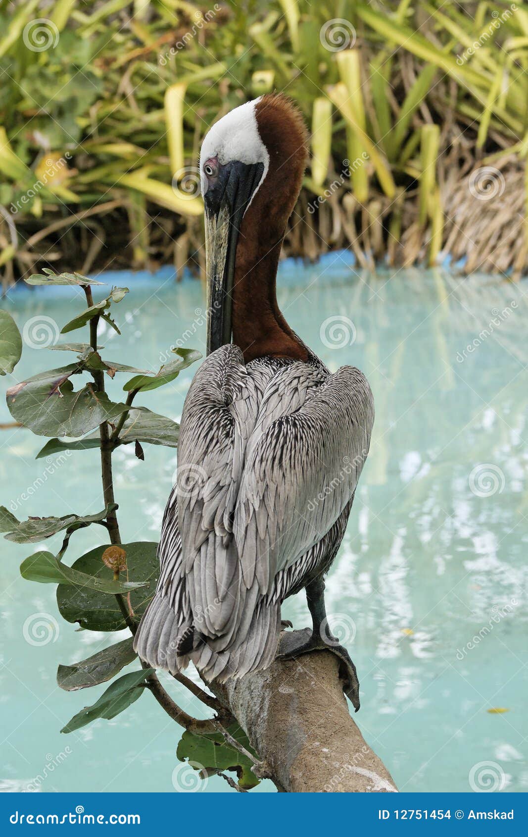 Pelikaan stock foto. Image of overzees, dier, pelikanen - 12751454