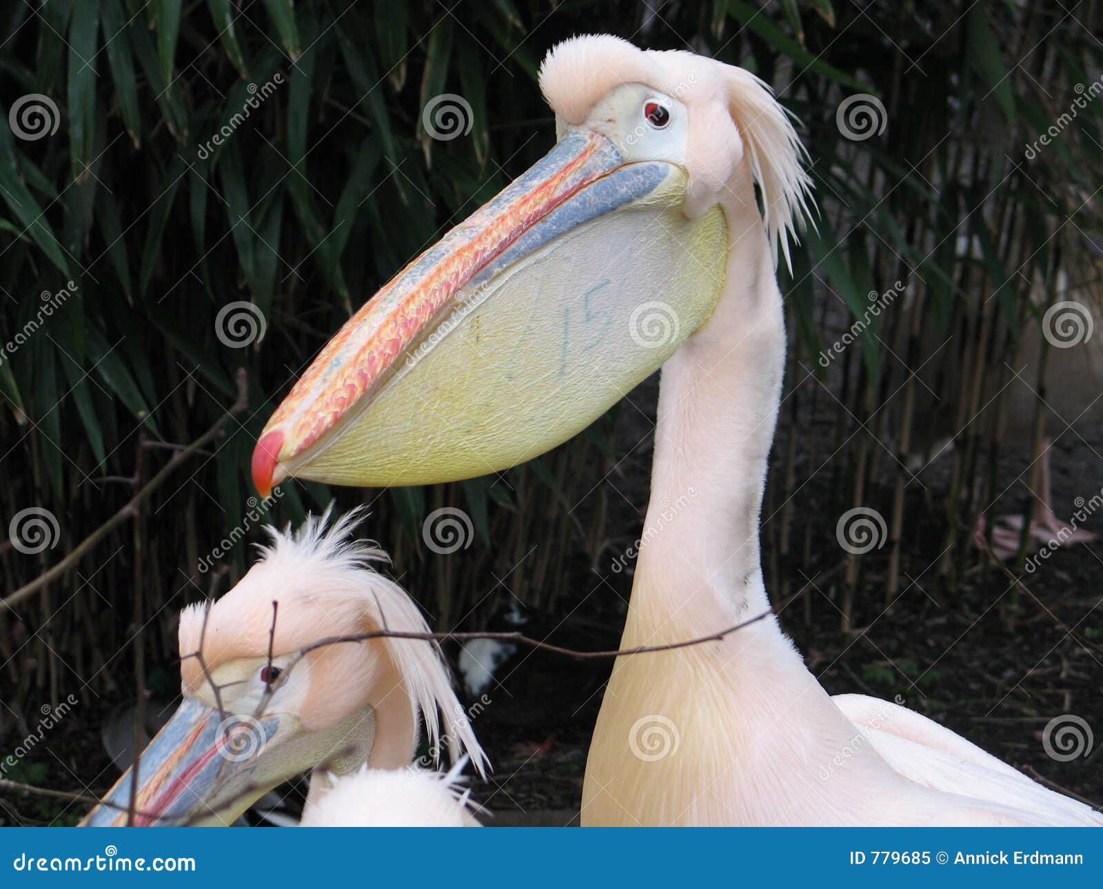 Pelikaan stock afbeelding. Image of kleur, vogel, pelikanen - 779685