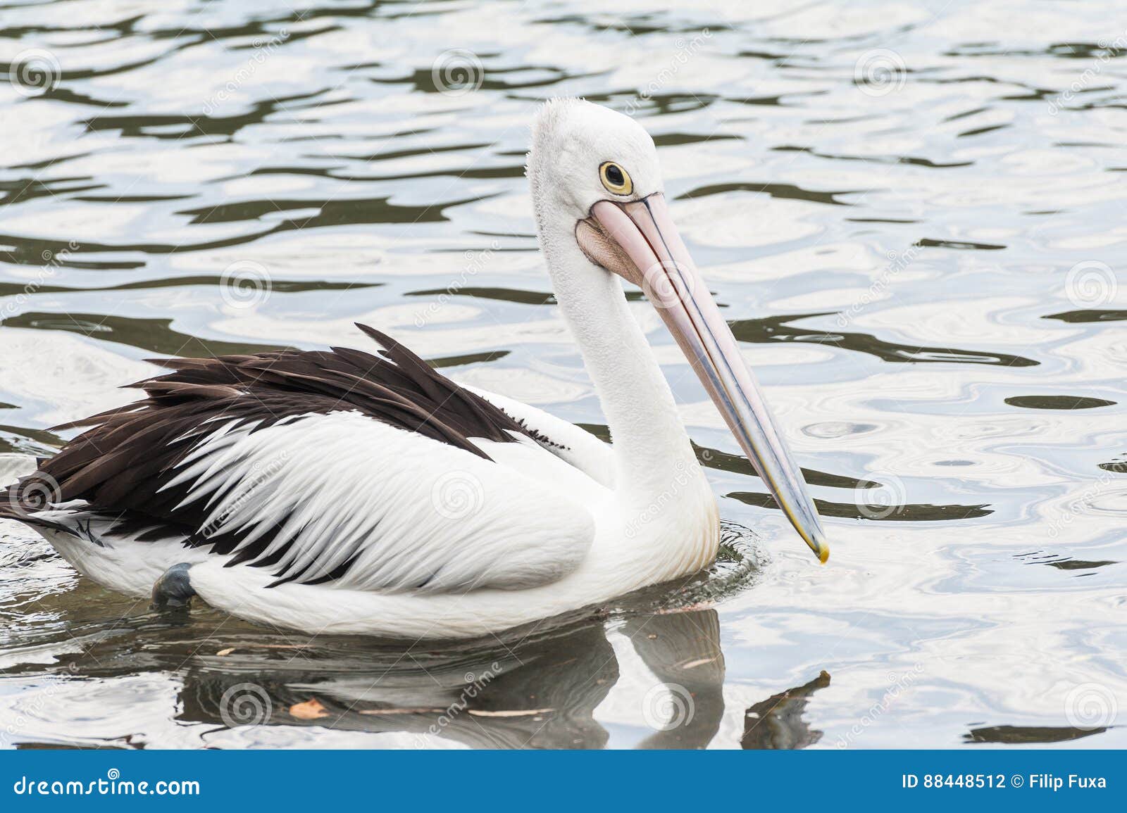 Pelikaan stock foto. Image of overzees, pelikaans, australië - 88448512