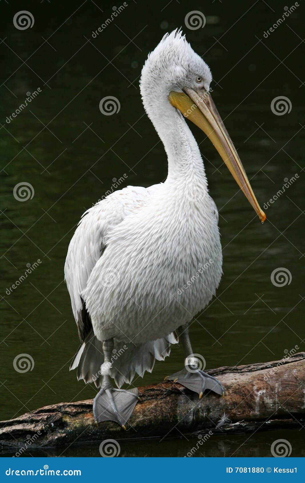 Pelikan stock photo. Image of pelican, rest, feathered - 7081880