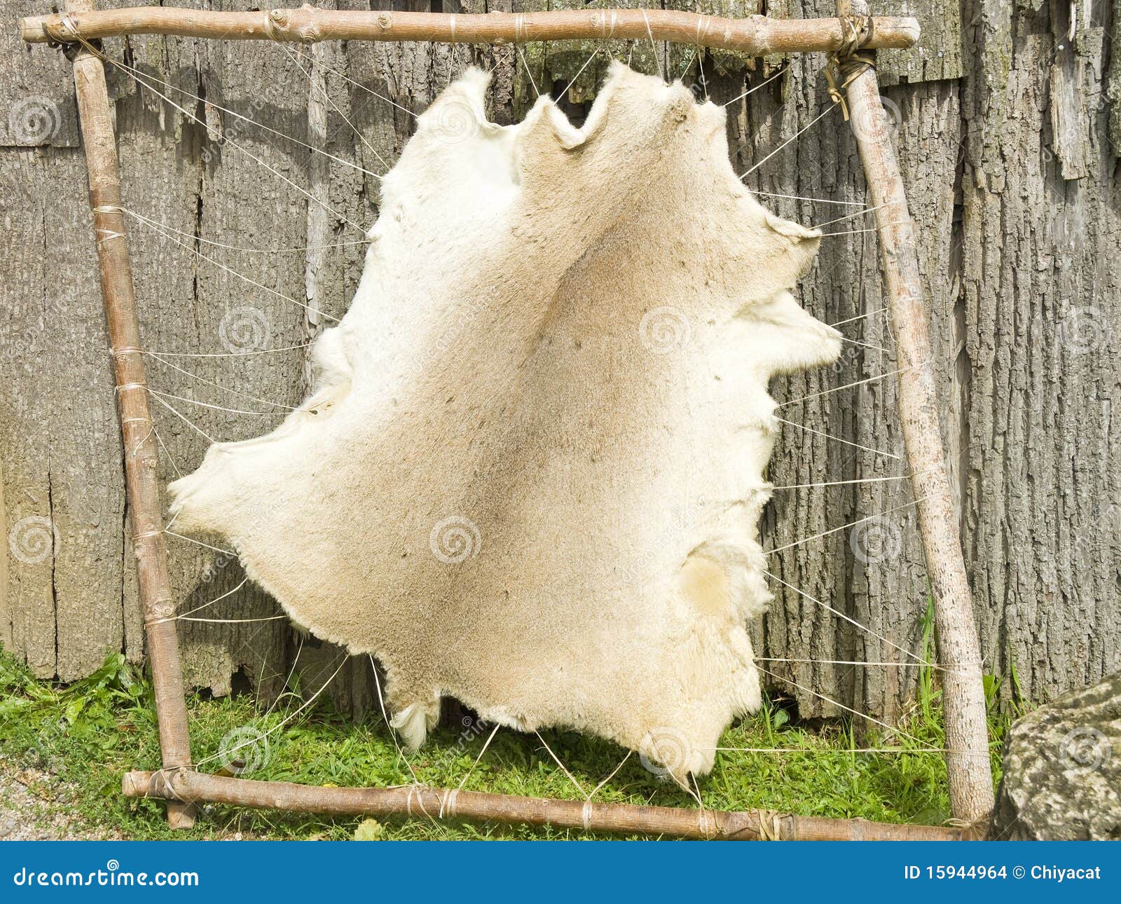 Pelle animale fotografia stock. Immagine di esterno, cervi - 15944964