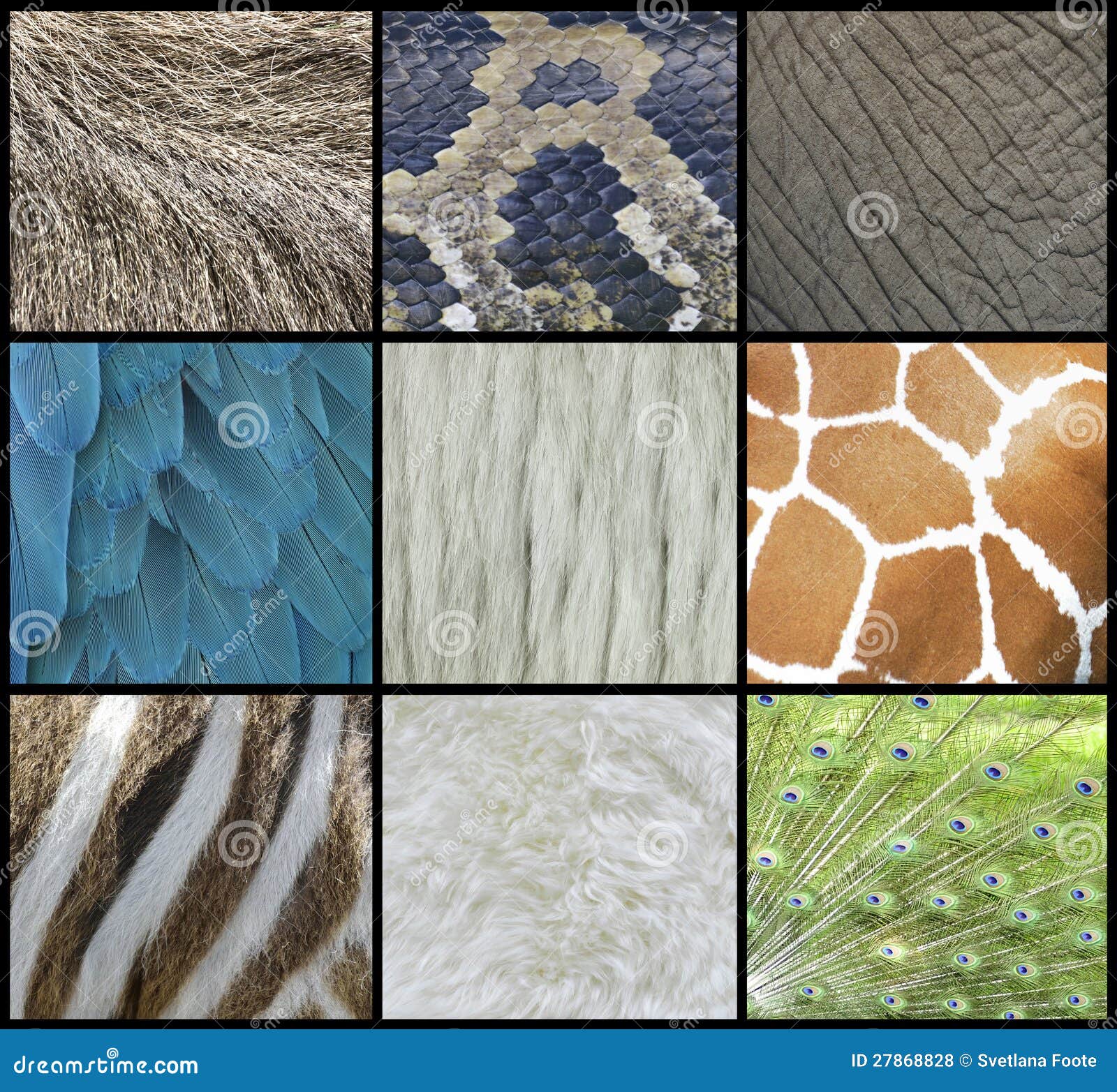 Pelle Animale, Pelliccia E Collage Delle Piume Fotografia Stock ...