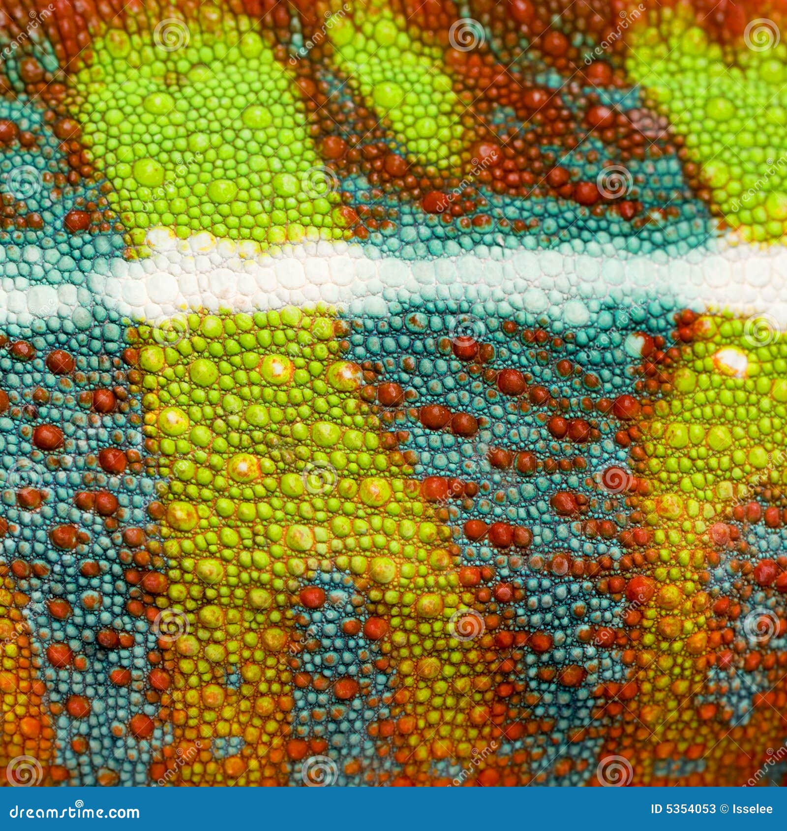 Pelle del rettile immagine stock. Immagine di cuoio, selezione - 5354053