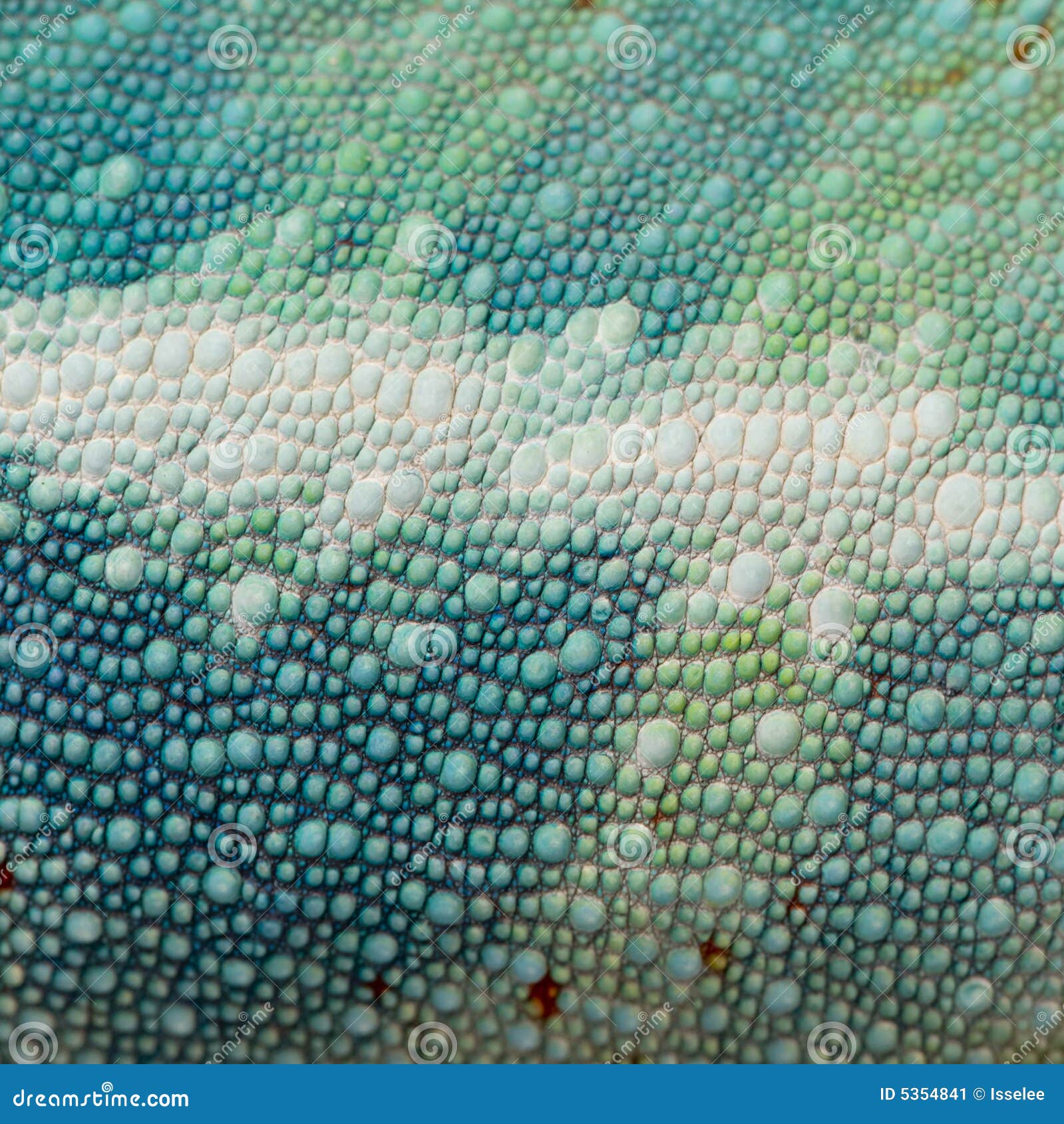 Pelle del rettile immagine stock. Immagine di arancione - 5354841