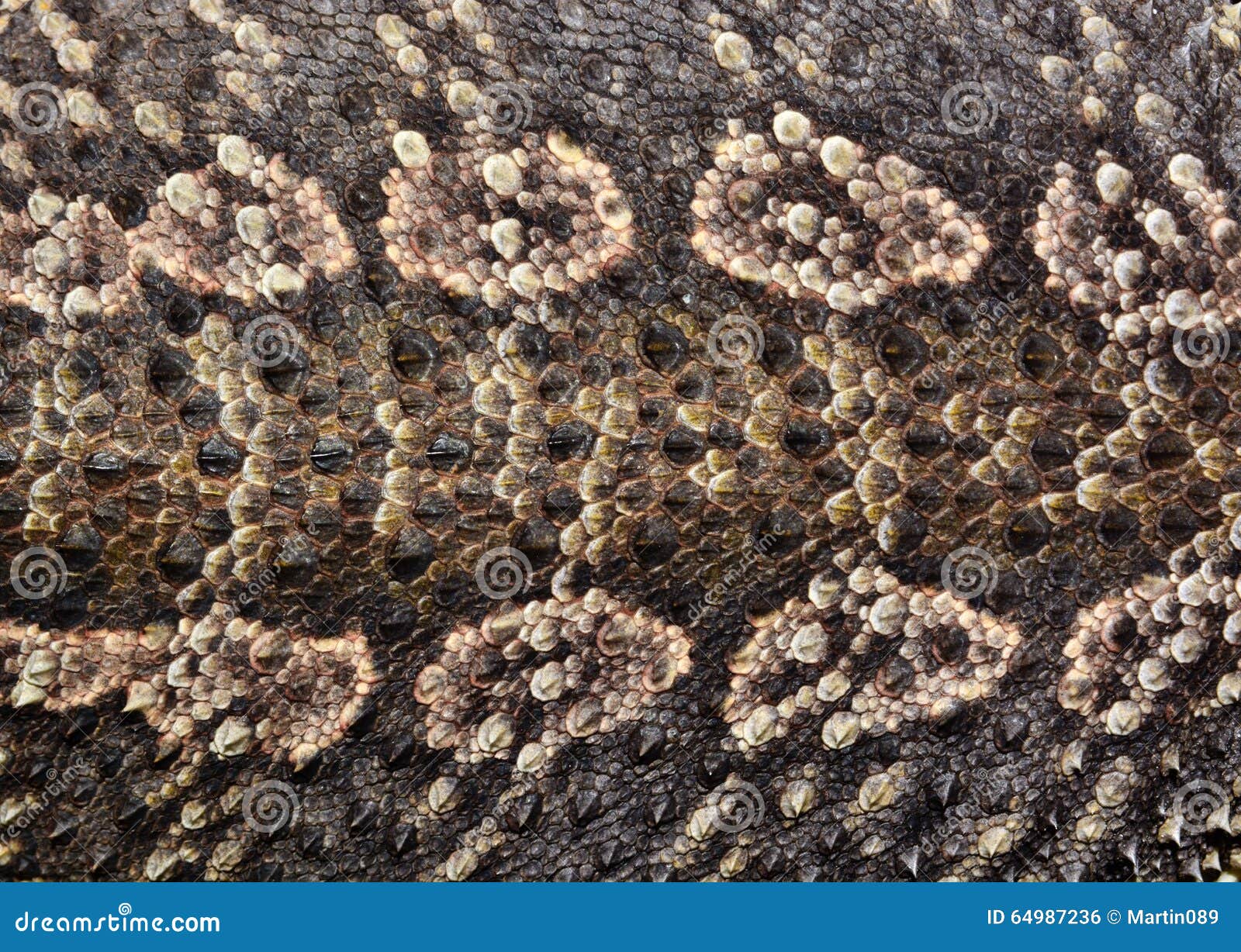 Pelle del rettile fotografia stock. Immagine di biologia - 64987236