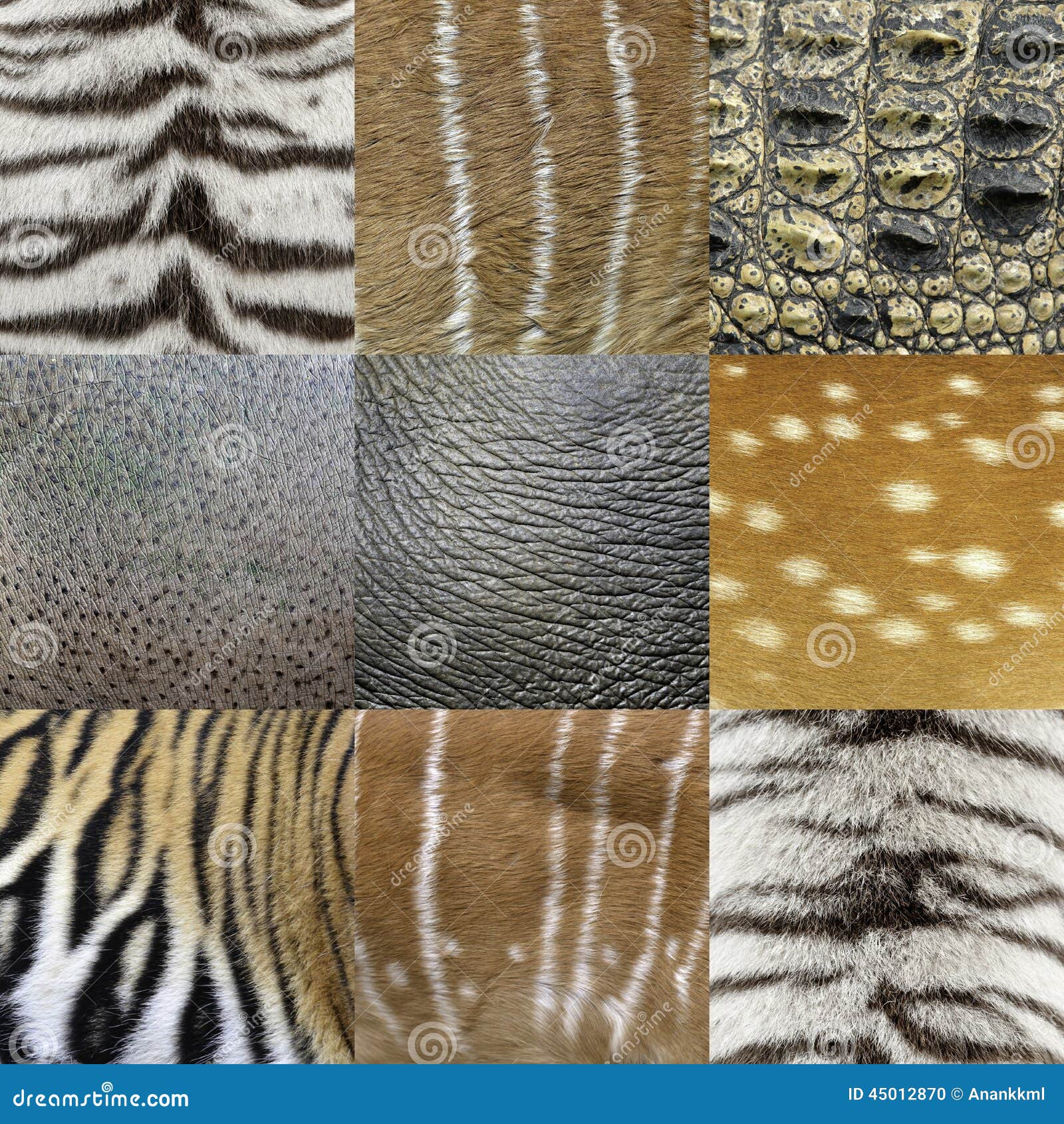 Pelle di animali fotografia stock. Immagine di rettile - 45012870