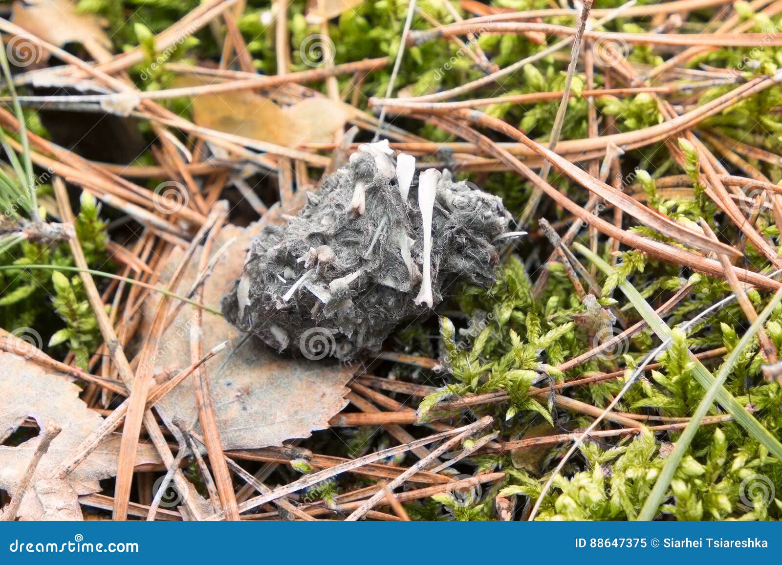 Pellet - Undigested Food of Predatory Bird. Stock Image - Image of ...