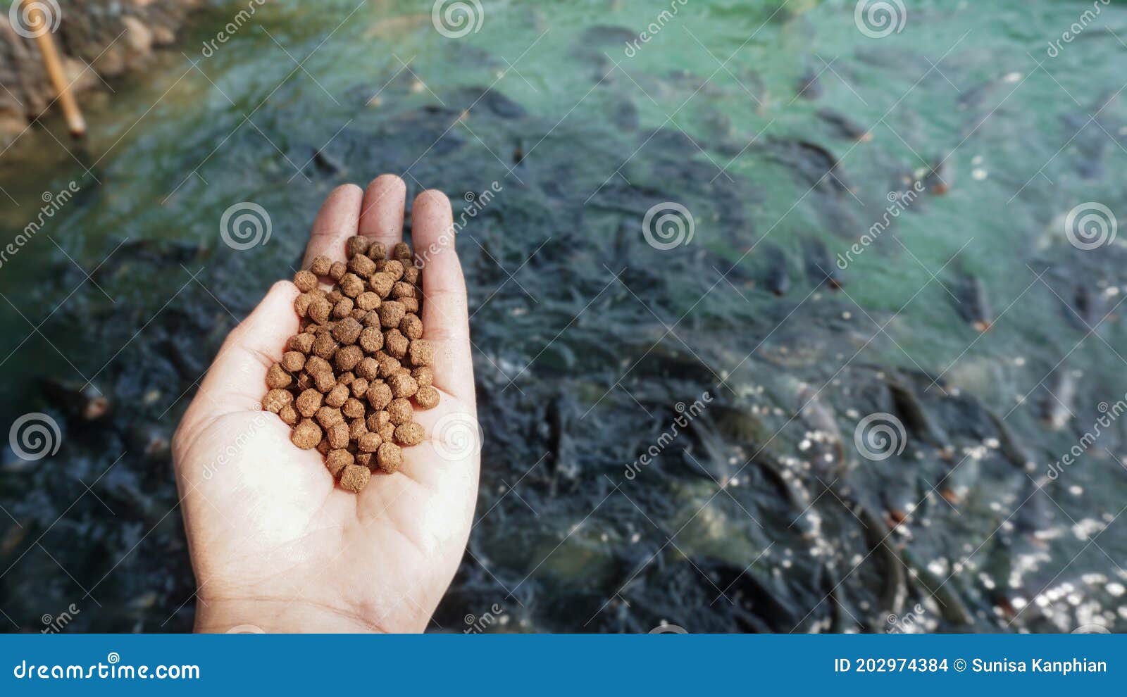 A Pile of Brown Pellets Feeds the Fish on a Female Hand with Blurred ...