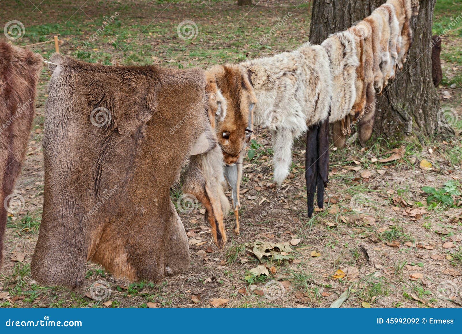 Pelli di animale selvatico fotografia stock. Immagine di pelliccia ...
