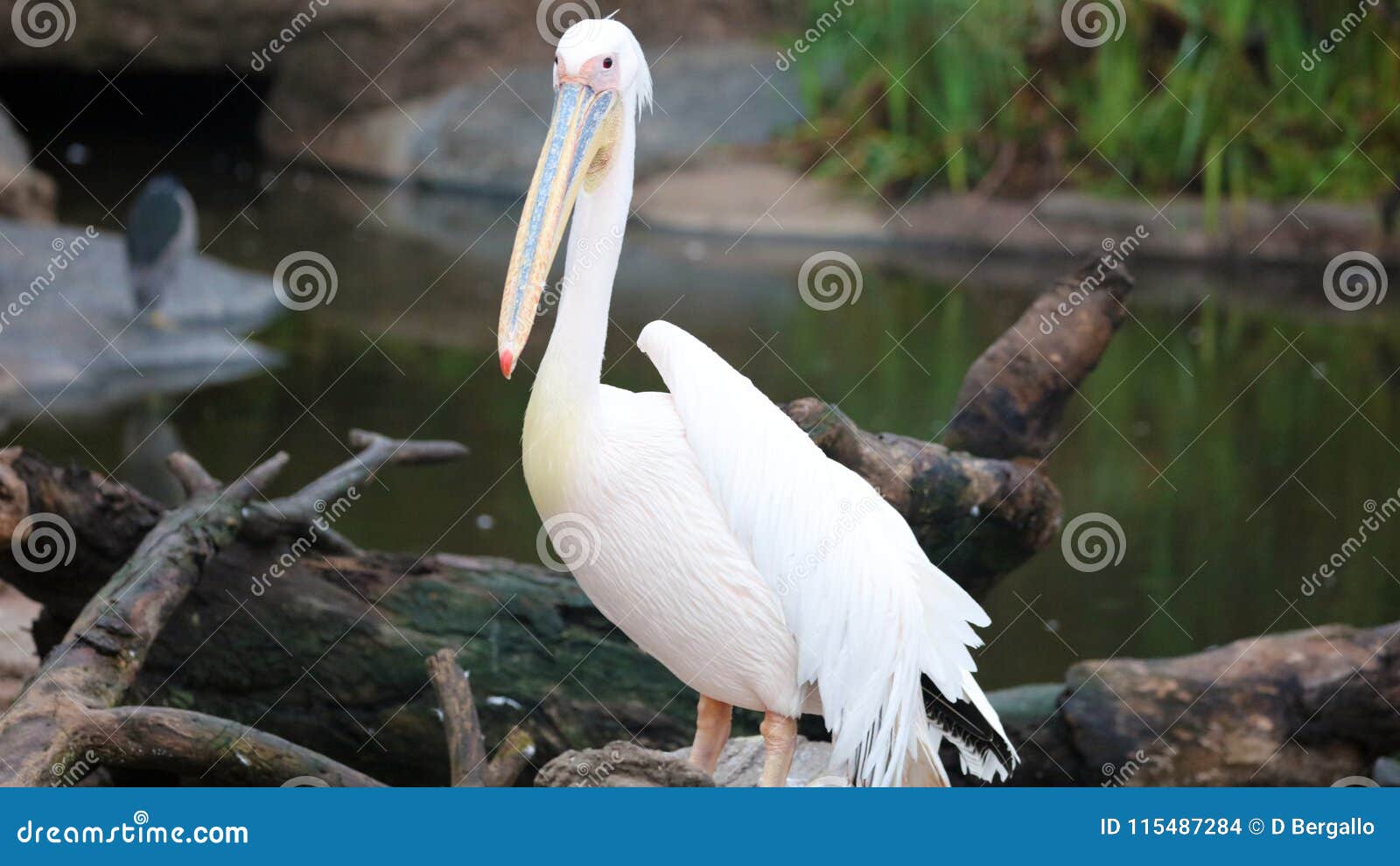Pellicani Africani Bianchi Che Controllano Un Ceppo Alla Riva, Da Pesca ... Pellicani Africani Bianchi Che Controllano Un Ceppo Alla Riva, Da Pesca ...