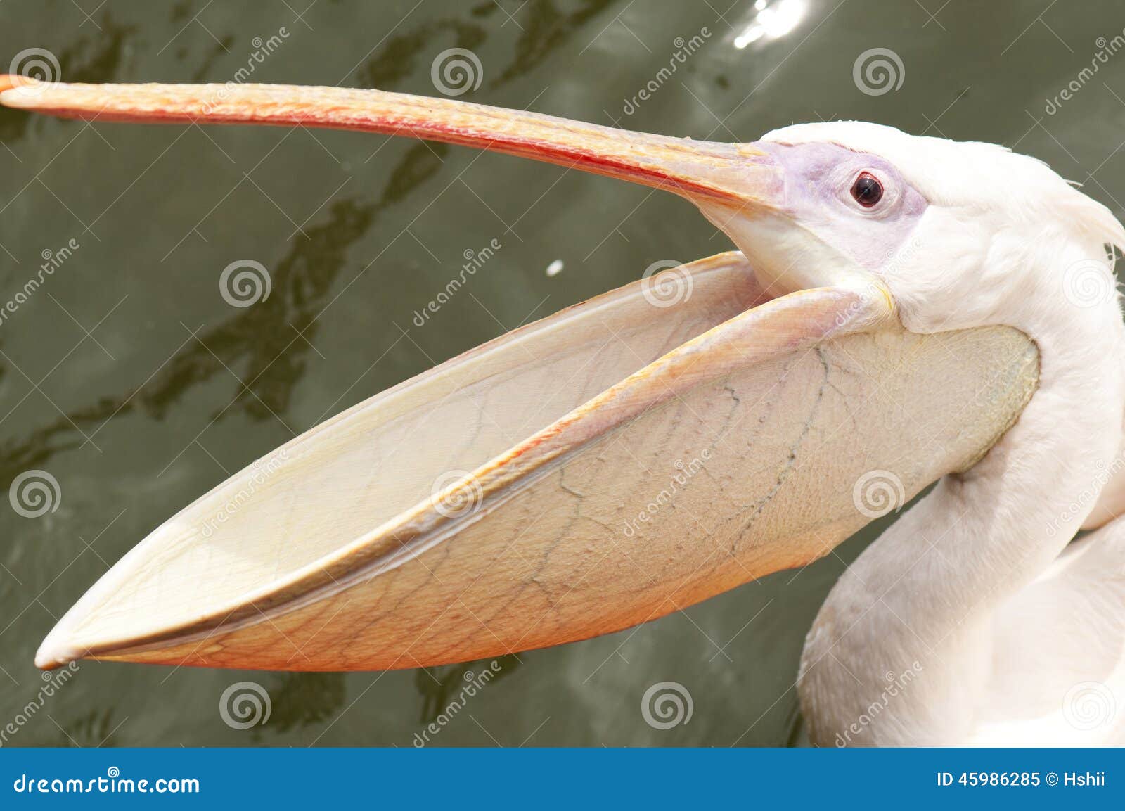 Pellicano Con Il Becco Spalancato Immagine Stock - Immagine di uccello ...