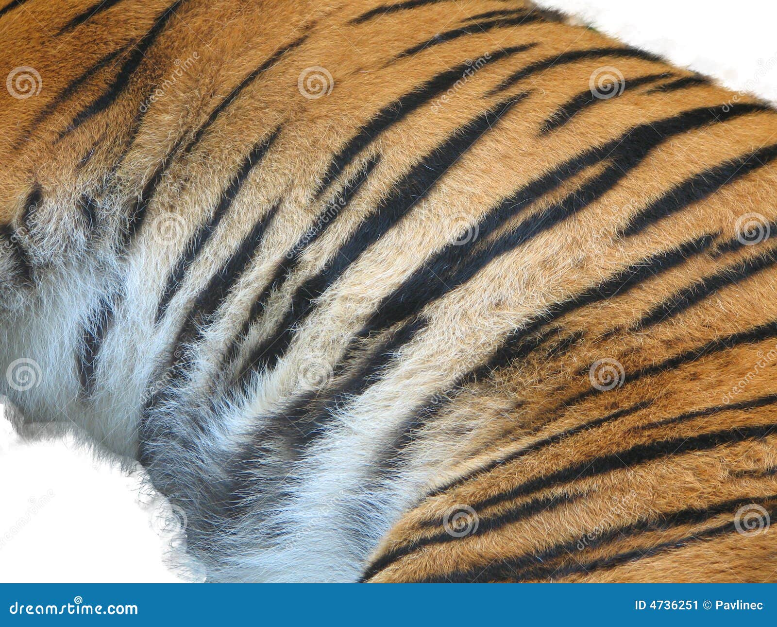 Pelliccia della tigre immagine stock. Immagine di arancione - 4736251