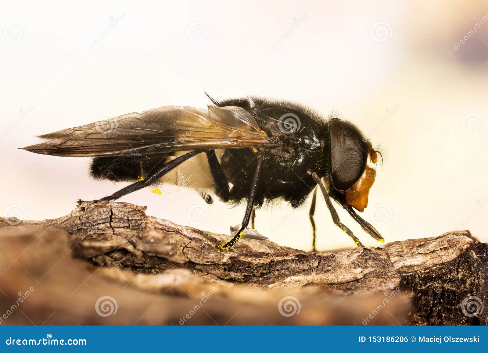 Pellucid Fly, Pellucid Hoverflies, Large Pied-hoverfly, Volucella ...
