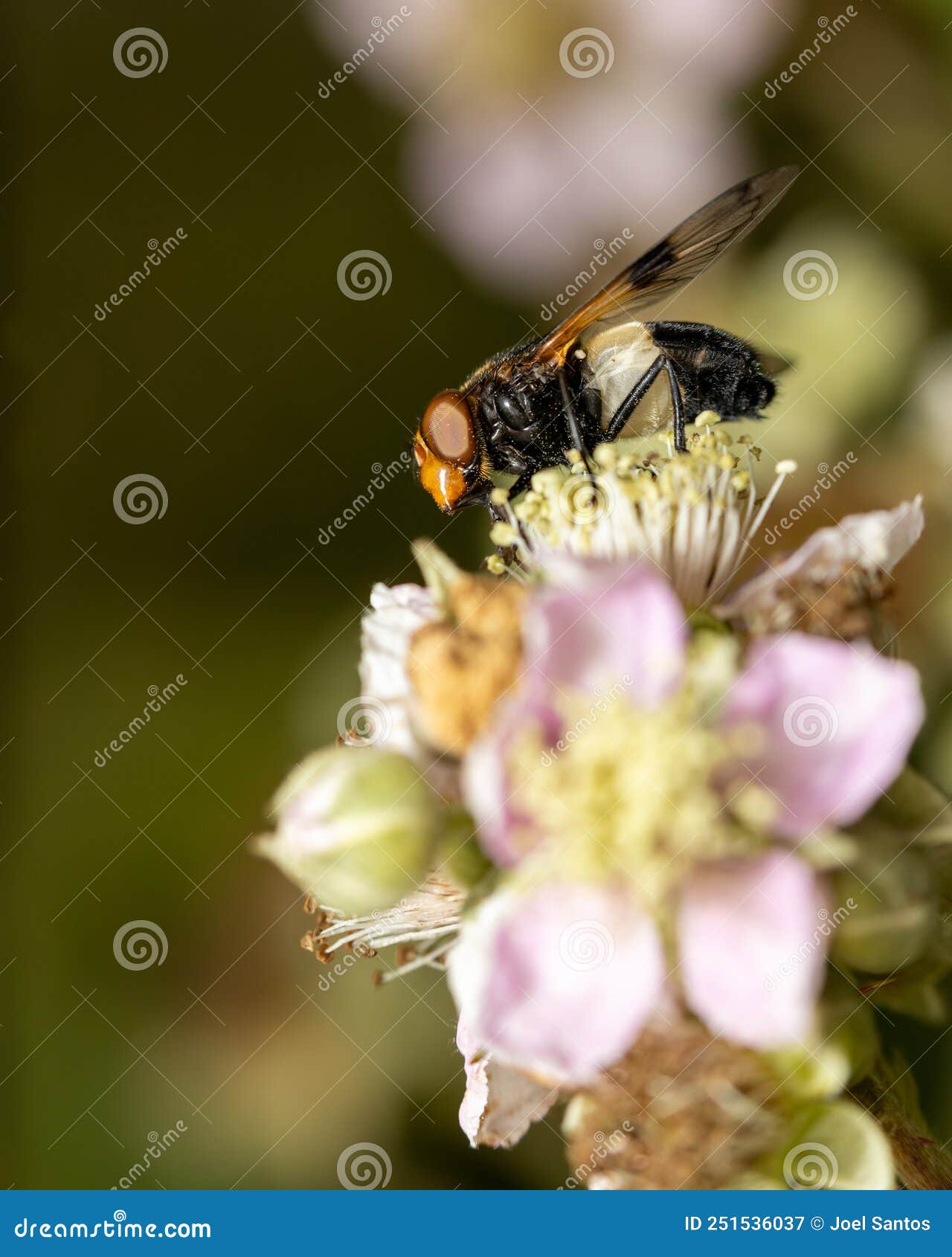 A Pellucid Fly Volucella Pellucens on a Flower Stock Image - Image of ...
