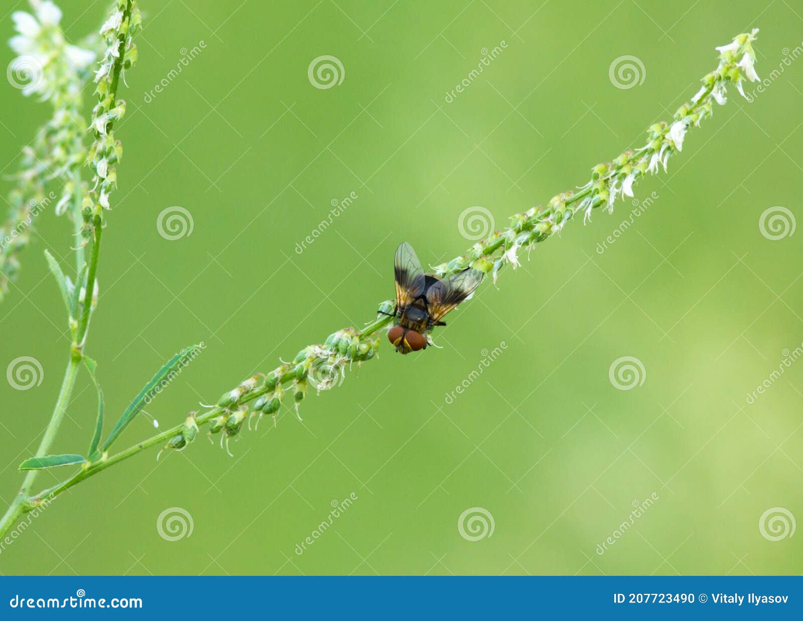 Pellucid Fly on the plant stock photo. Image of hoverfly - 207723490