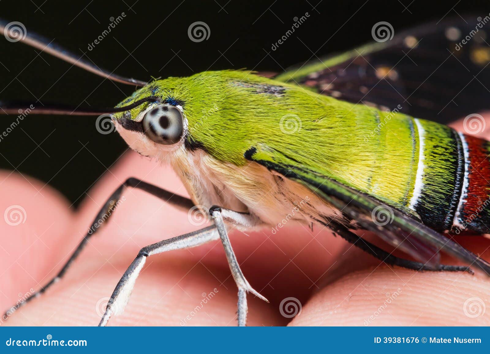 Pellucid hawk moth stock photo. Image of entomology, wild - 39381676