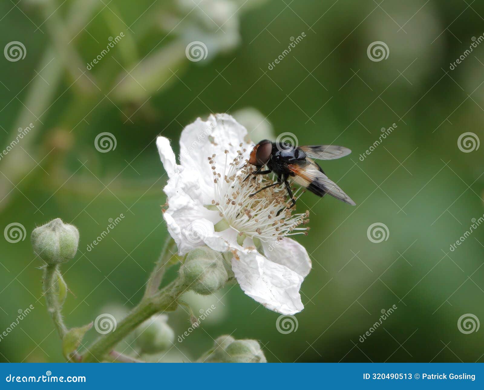 Pellucid Fly, Pellucid Hoverflies, Large Pied-hoverfly, Volucella ...