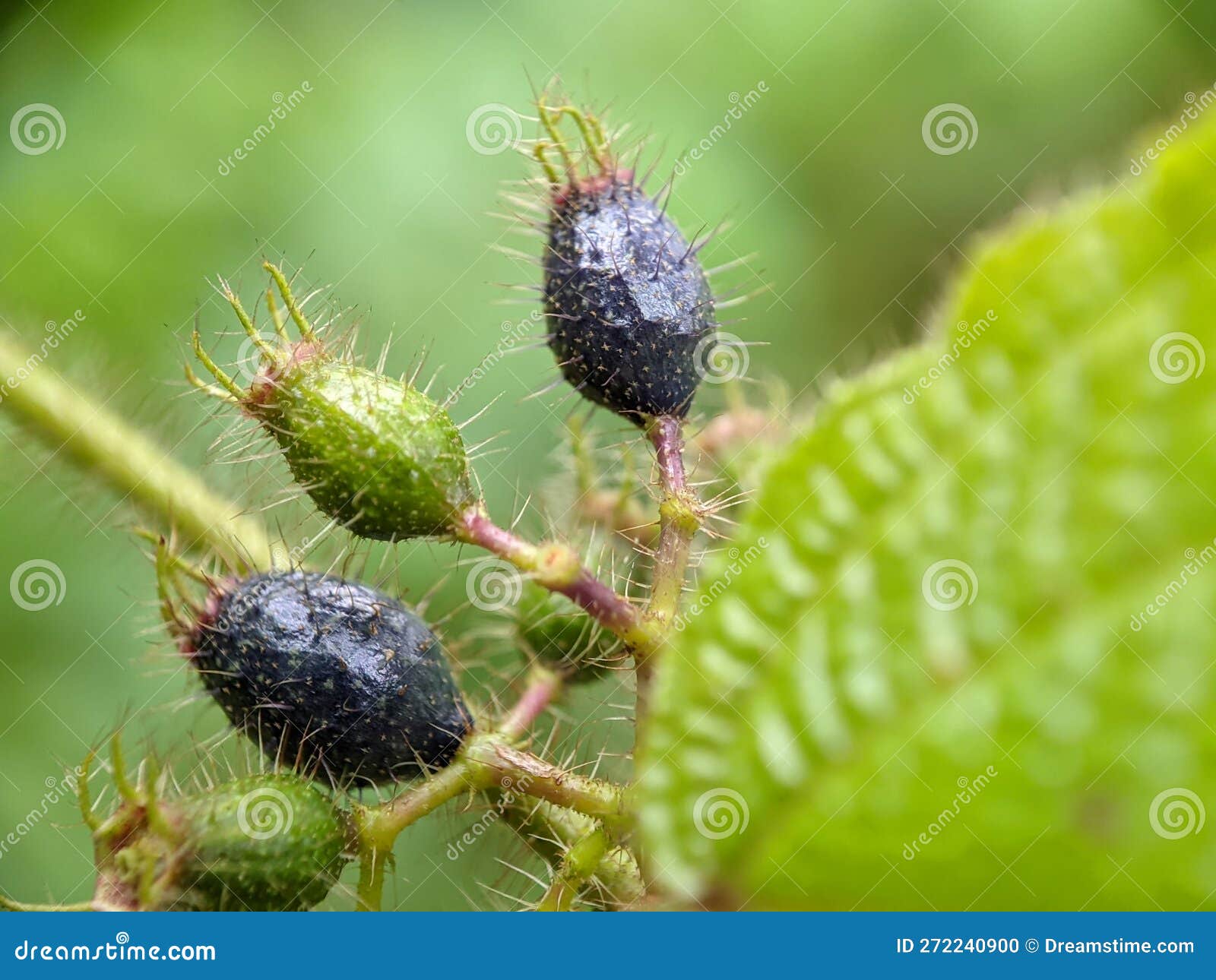 Pelo De Fruta Y Hojas Verdes Foto de archivo - Imagen de espinas ...