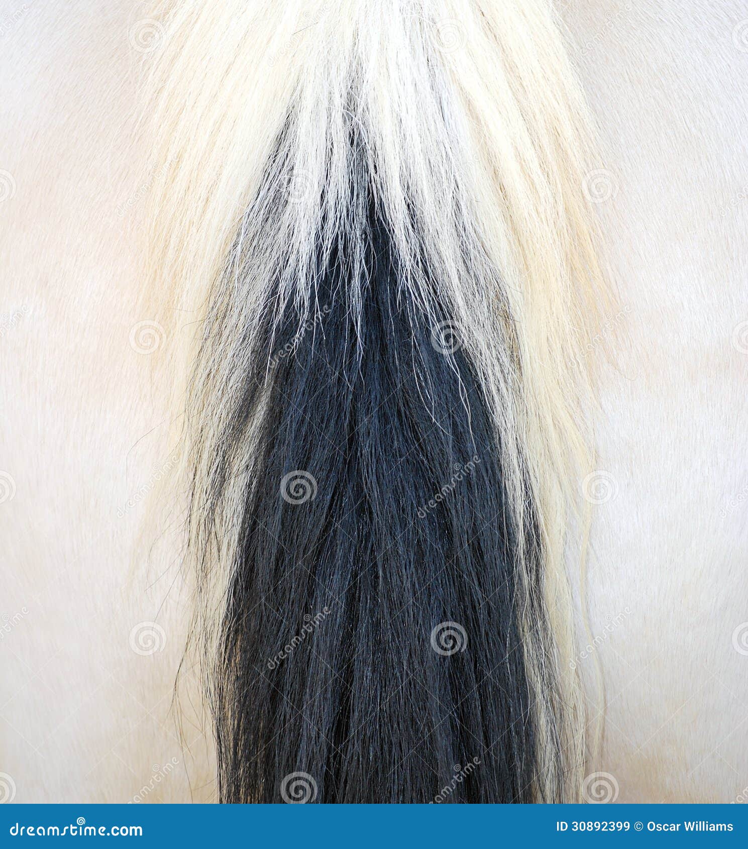 Pelo del caballo. imagen de archivo. Imagen de animal - 30892399