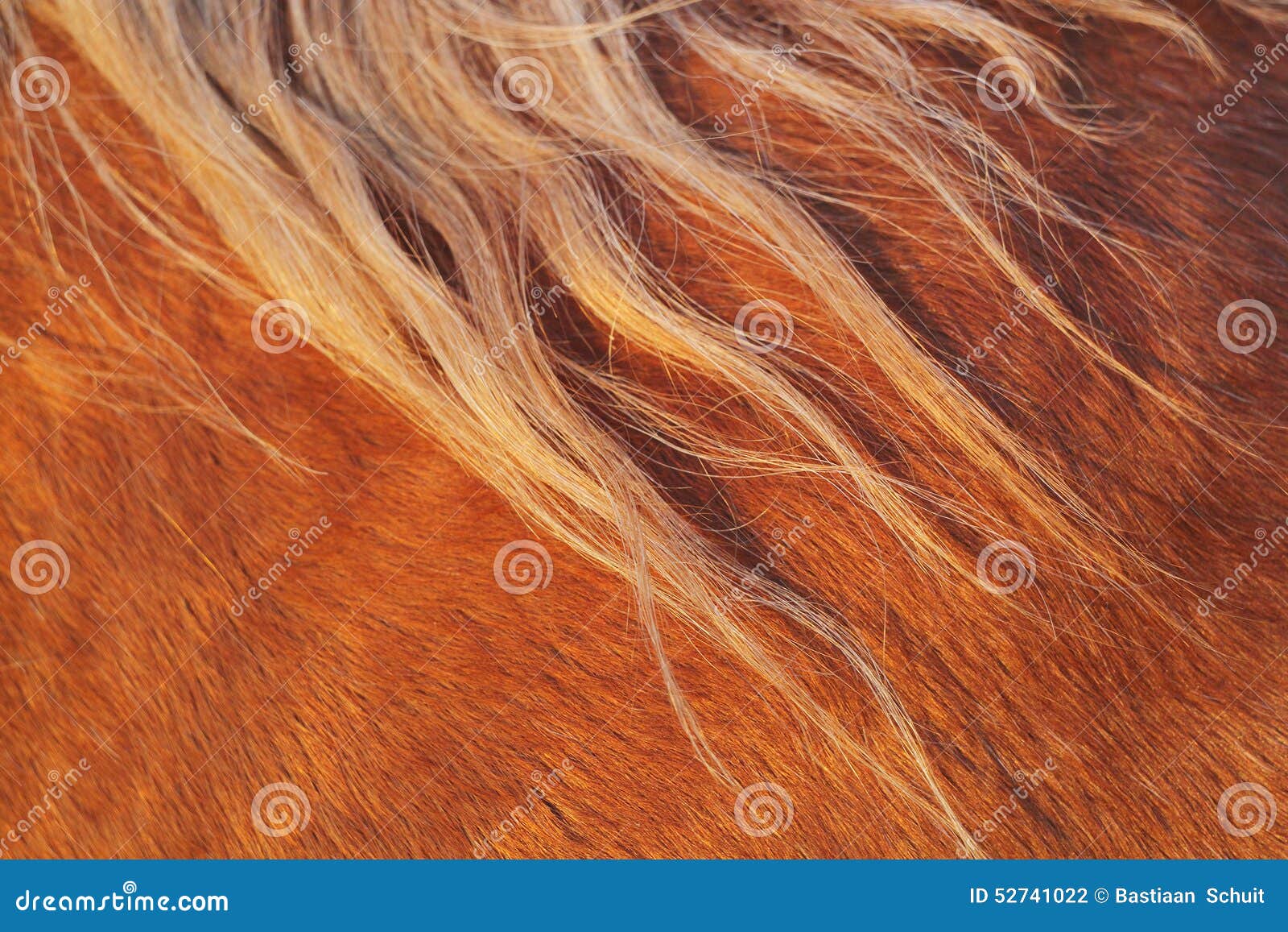 Pelo del caballo foto de archivo. Imagen de melenas, cierre - 52741022