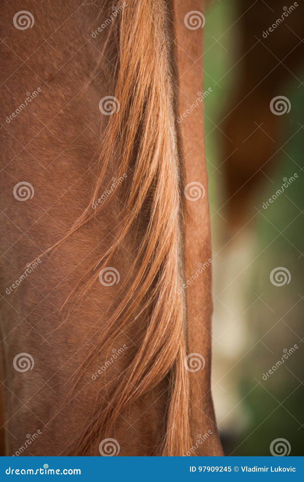 Pelo del caballo imagen de archivo. Imagen de primer - 97909245