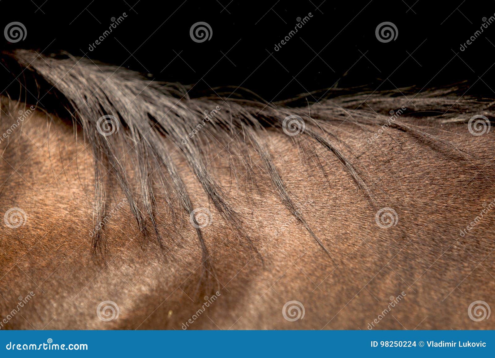 Pelo del caballo foto de archivo. Imagen de detalle, gris - 98250224