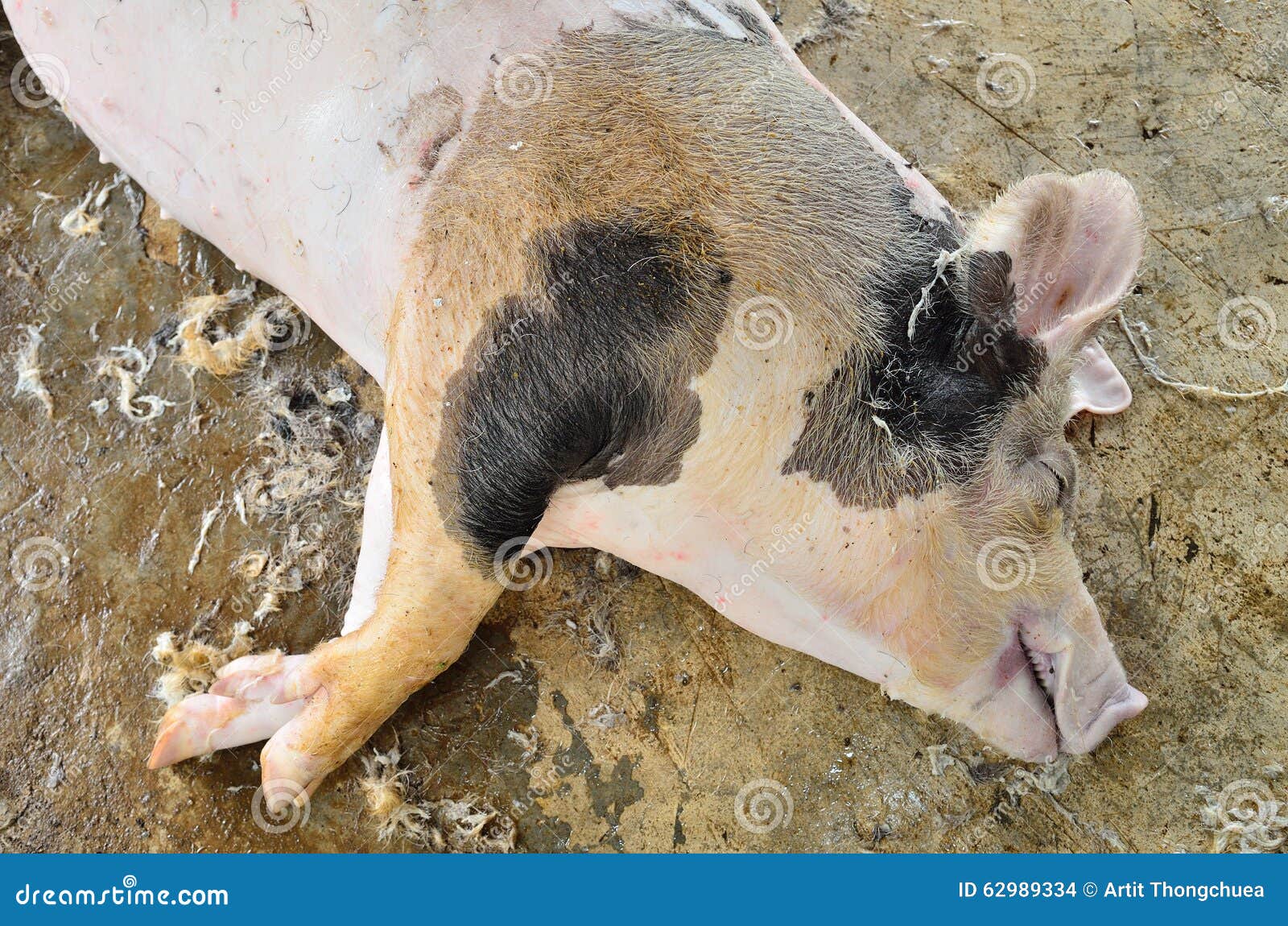 Pelo Del Retiro Del Cerdo Matado Foto de archivo - Imagen de carne ...