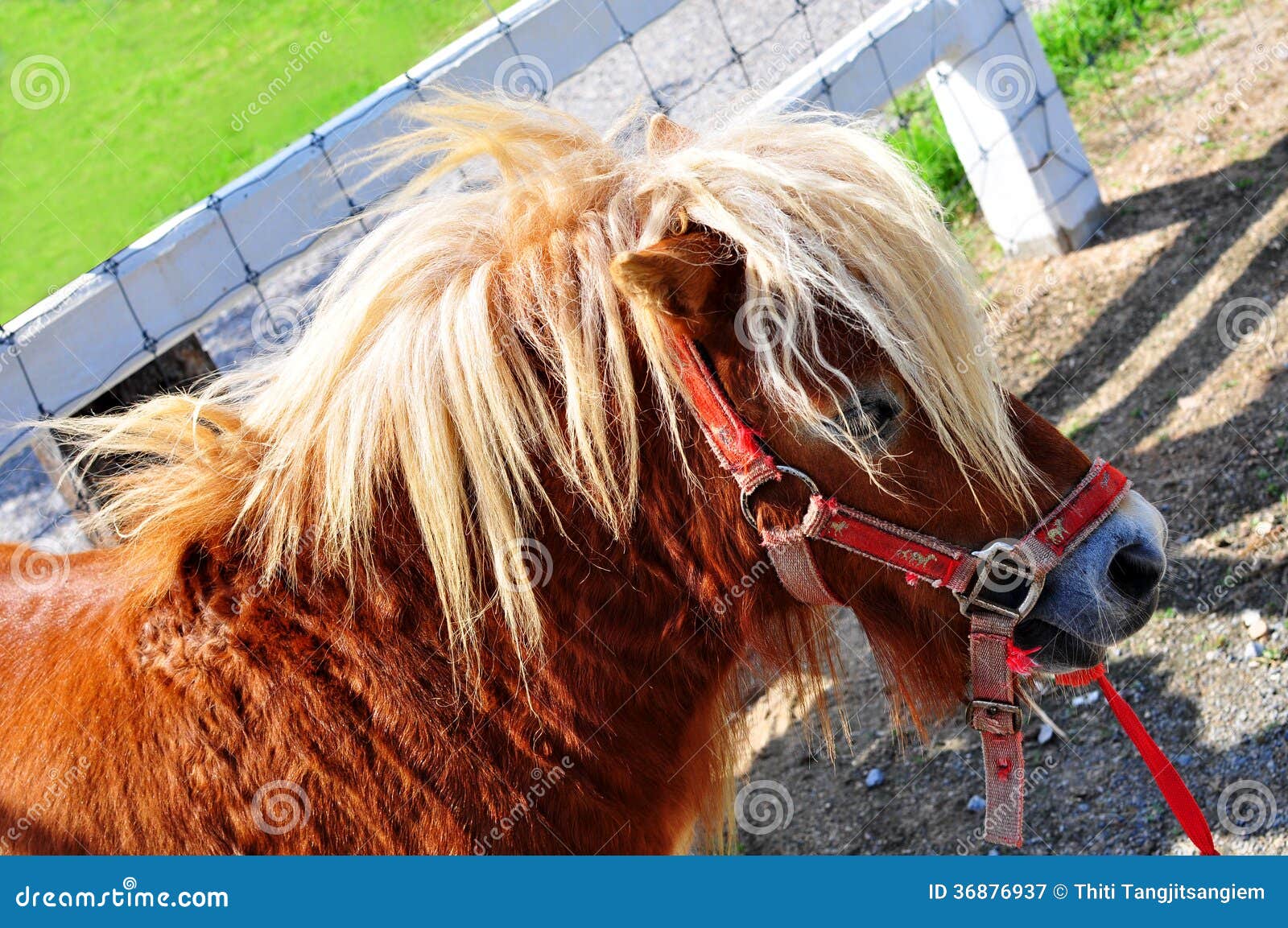 Pelo Largo De La Mula Del Primer Imagen de archivo - Imagen de primer ...