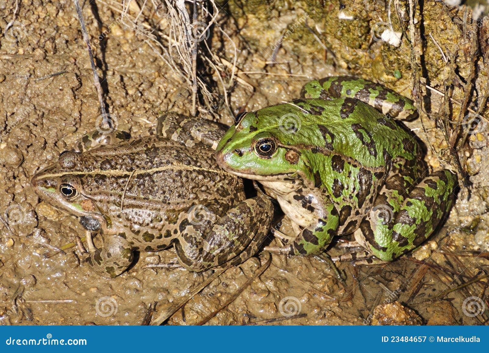 Pelophylax ridibundus stock image. Image of brown, green - 23484657