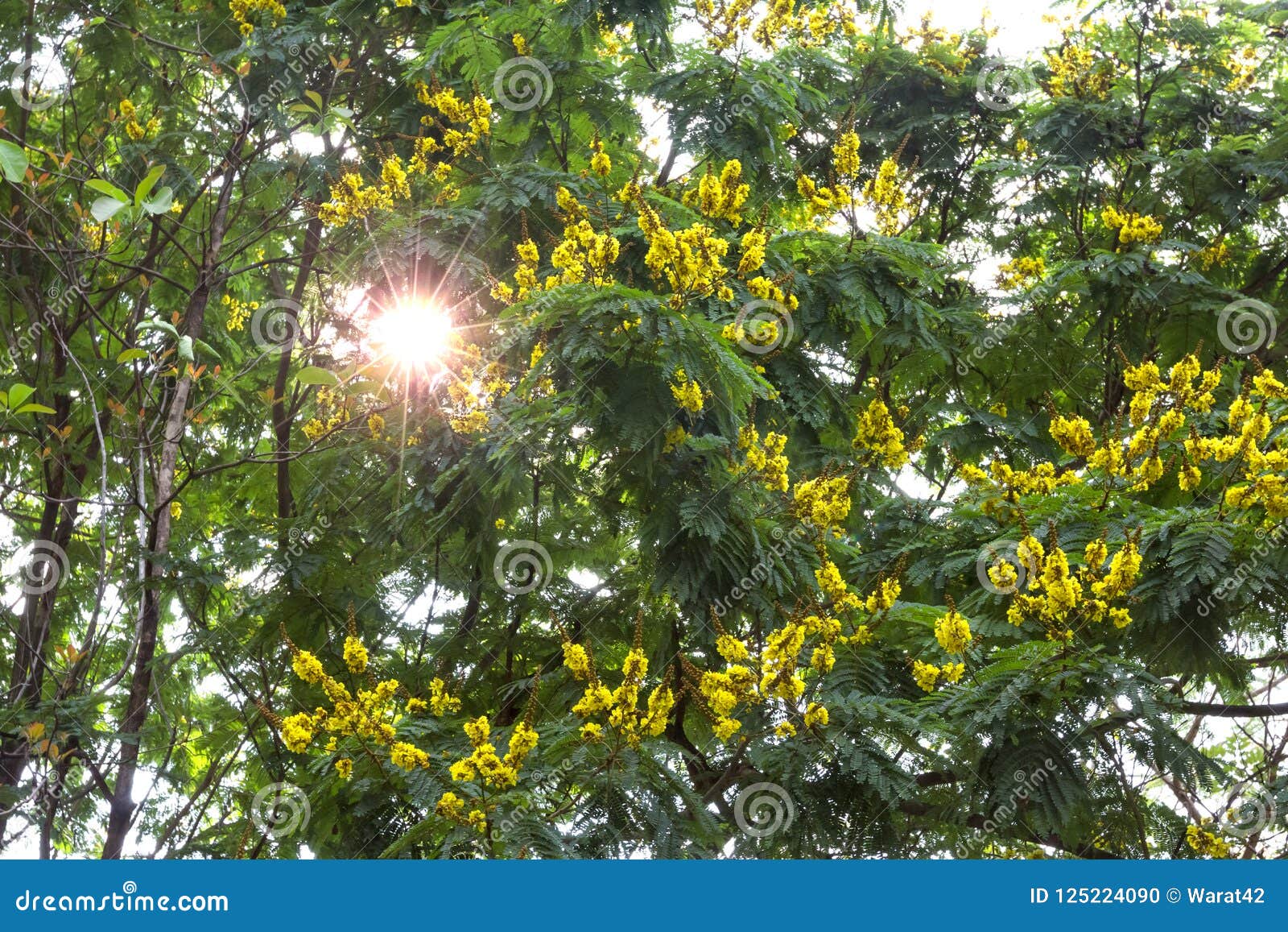Peltophorum Pterocarpum Yellow Gulmohar Yellow Poinciana Snap Royalty ...