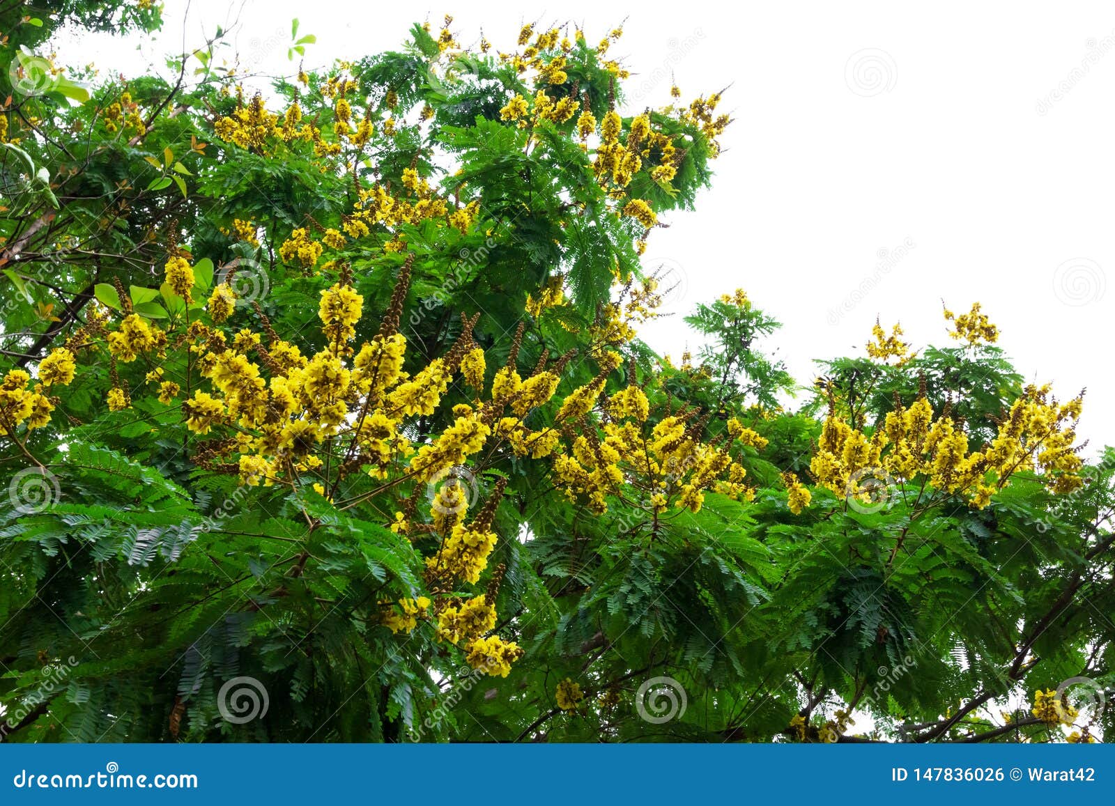 Peltophorum Pterocarpum Yellow Gulmohar Yellow Poinciana Snap Royalty ...