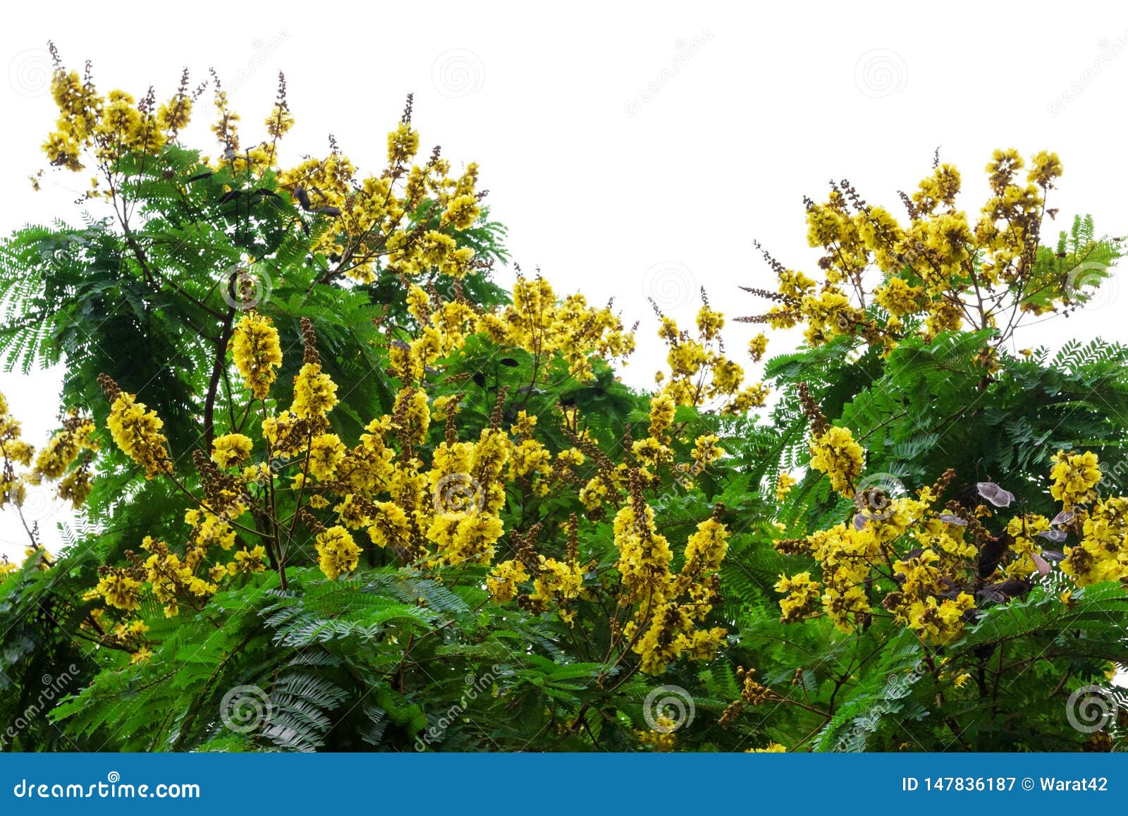 Peltophorum Pterocarpum Yellow Gulmohar Yellow Poinciana Snap Royalty ...