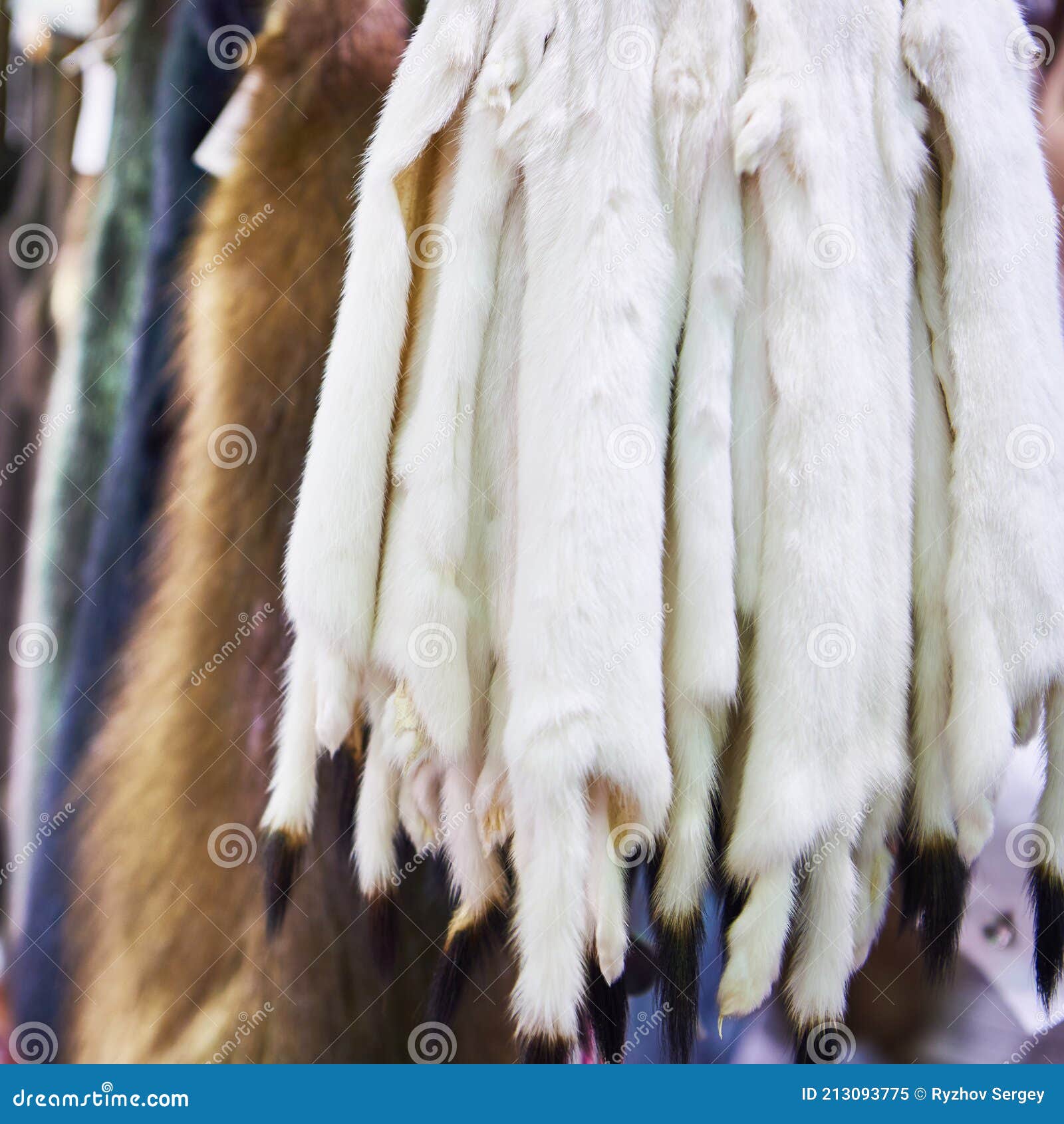 Pelts of ermine stock image. Image of sable, shop, furry - 213093775