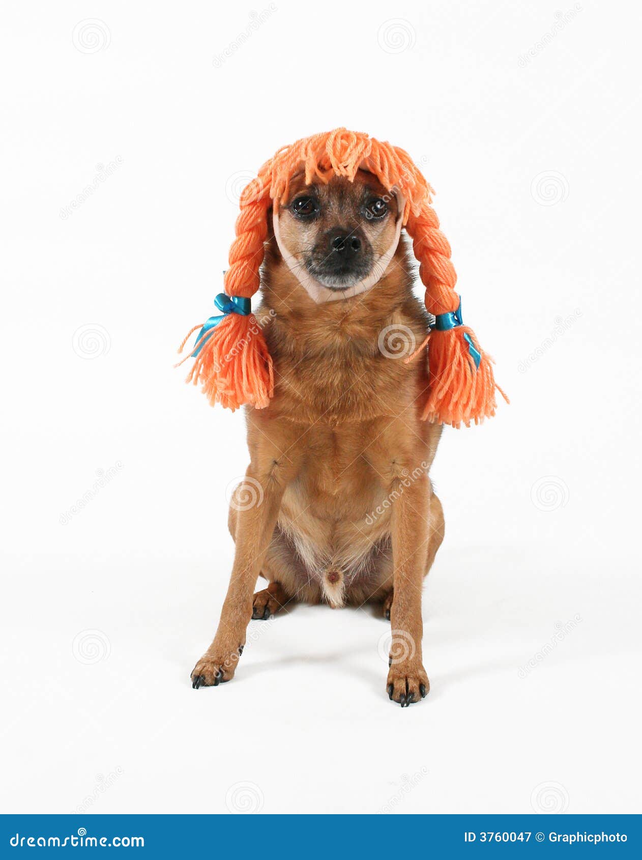 Peluca del perro imagen de archivo. Imagen de veterinario - 3760047