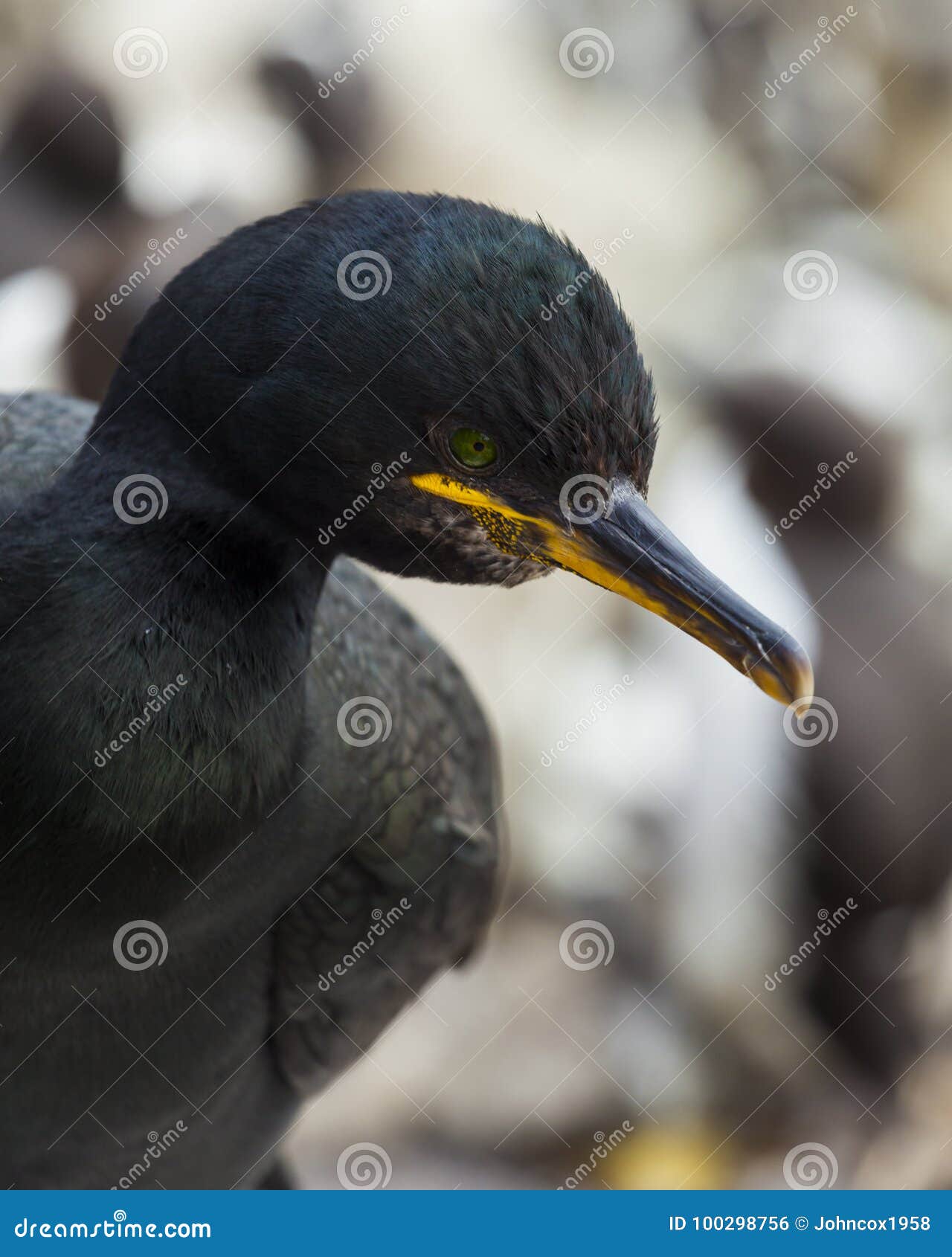 Pelusa foto de archivo. Imagen de inglaterra, fauna - 100298756