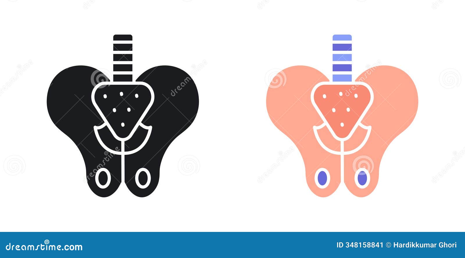 Pelvic Area Outline Icon Collection Or Set. Pelvic Area Thin Vector Line Art | CartoonDealer.com ...