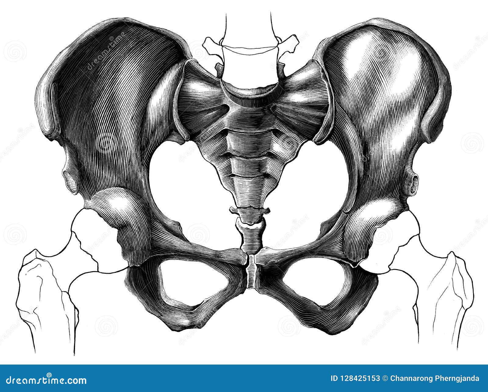 Pelvic Bone Anatomy Vintage Engraving Illustration Isolated on W Stock ... Pelvic Bone Anatomy Vintage Engraving Illustration Isolated on W Stock ...