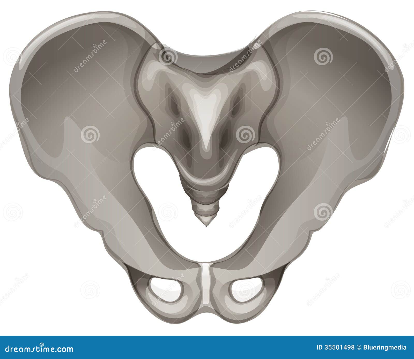 Pelvic Bone Royalty Free Stock Photos - Image: 35501498