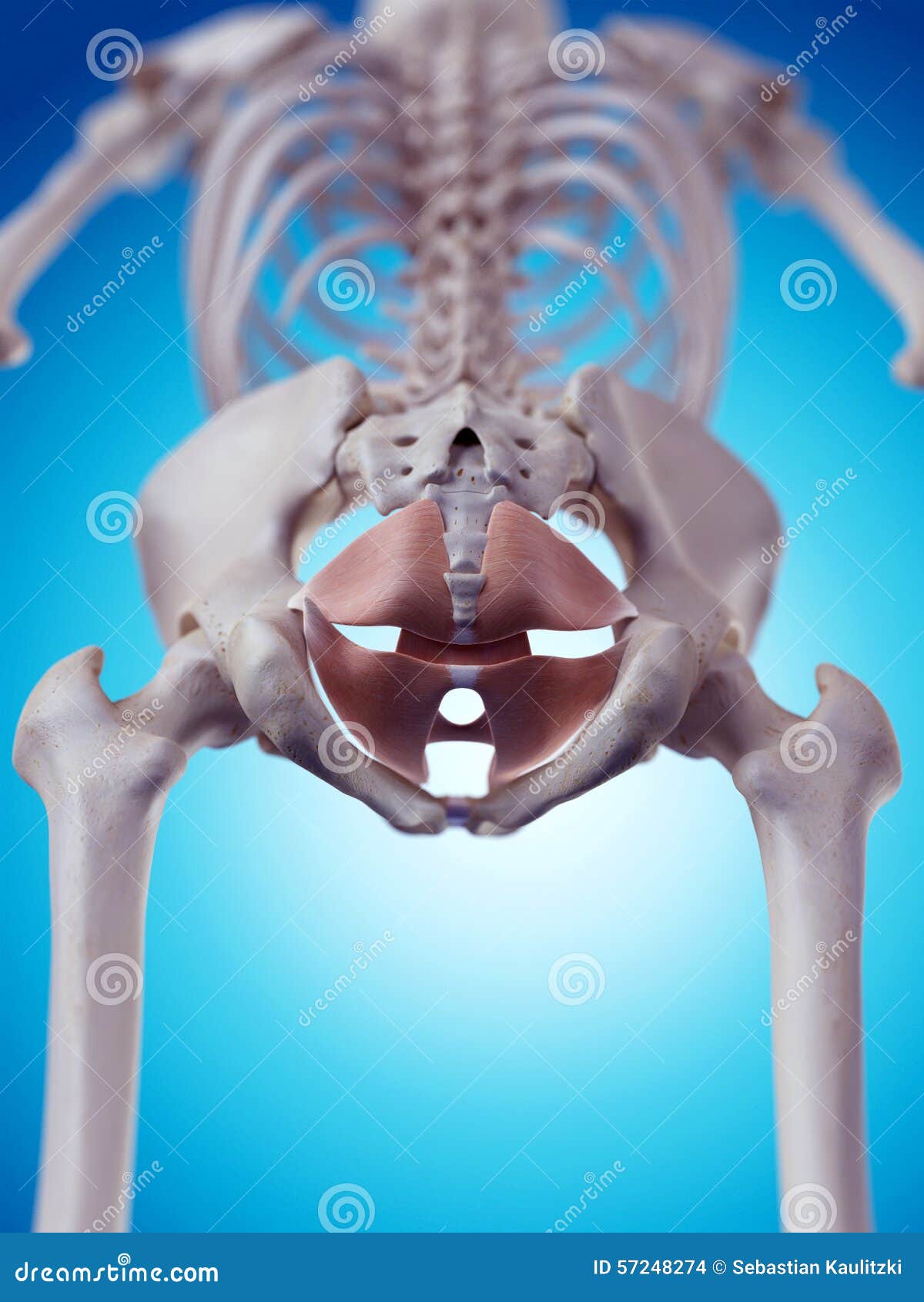 Pelvic Floor Anatomy. Rectum And Colone Blood Supply, Muscular Royalty ...