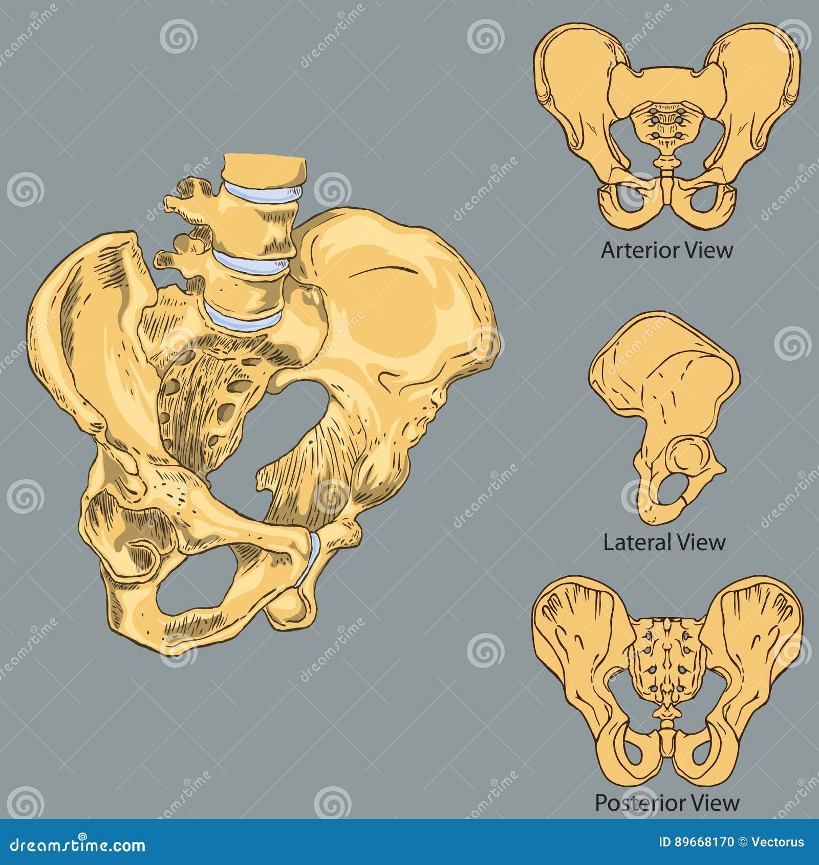 Pelvic Girdle Anatomy Vector | CartoonDealer.com #89668170