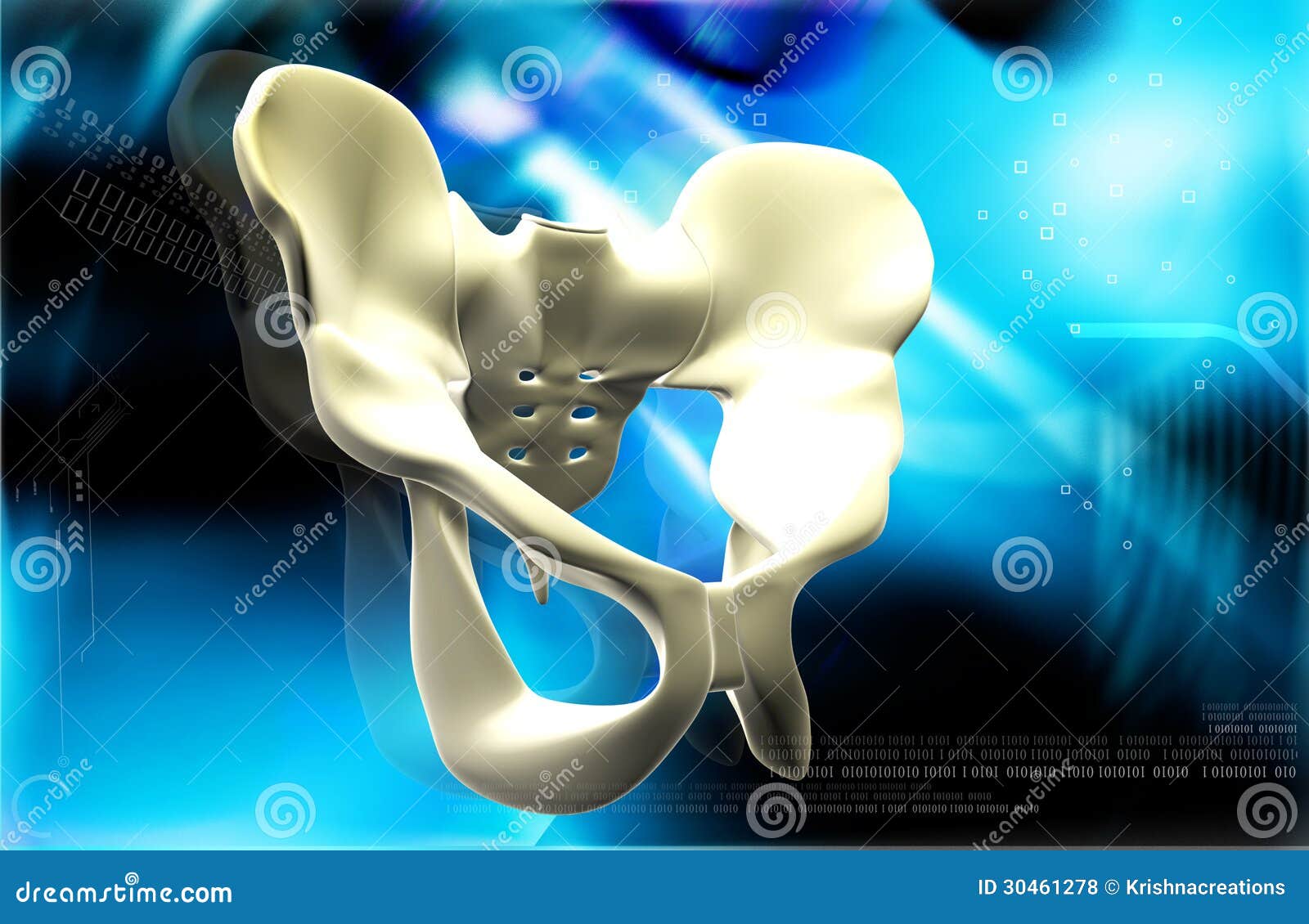 Pelvic girdle stock illustration. Illustration of threedimensional ...