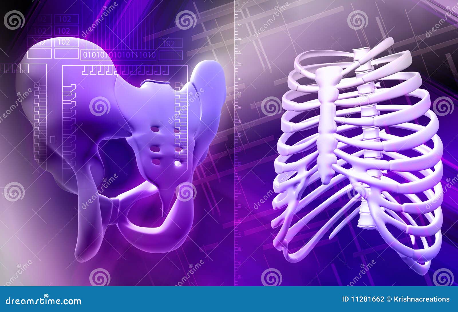X-Ray Ribcage With Pelvic Bone - Icon Cartoon Vector | CartoonDealer ...